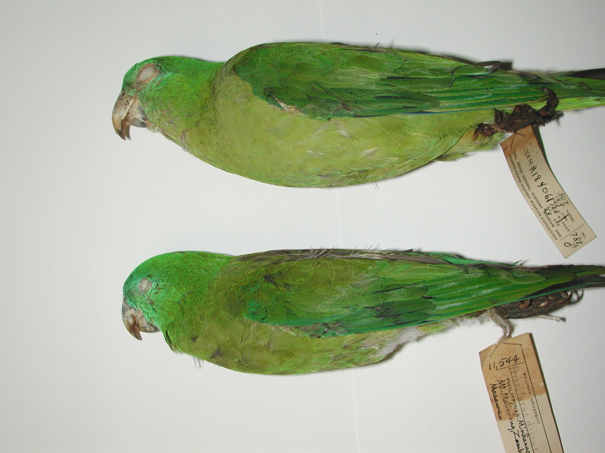 Prioniturus montanus Ogilvie-Grant, 1895