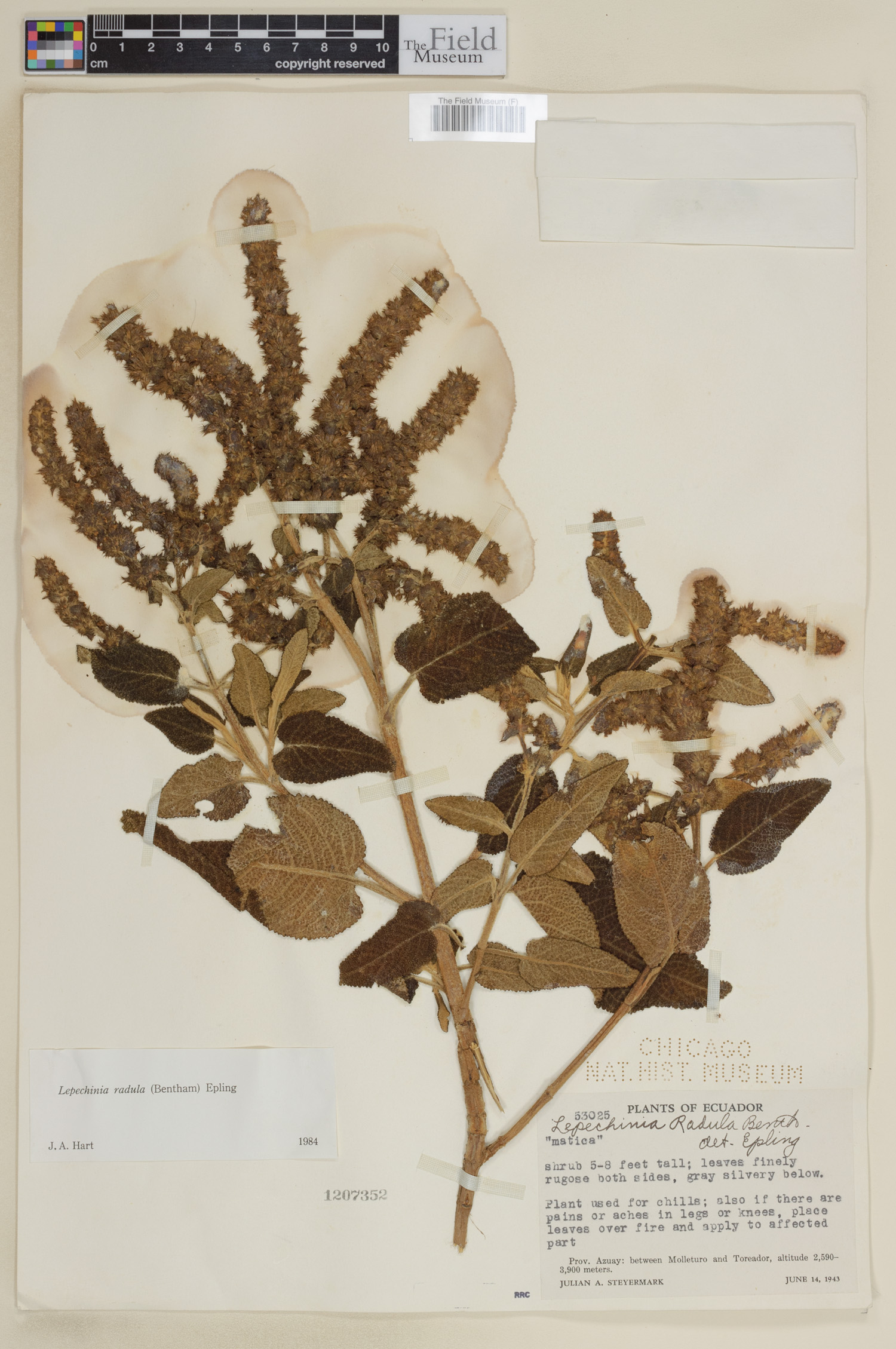 Lepechinia radula (Benth.) Epling