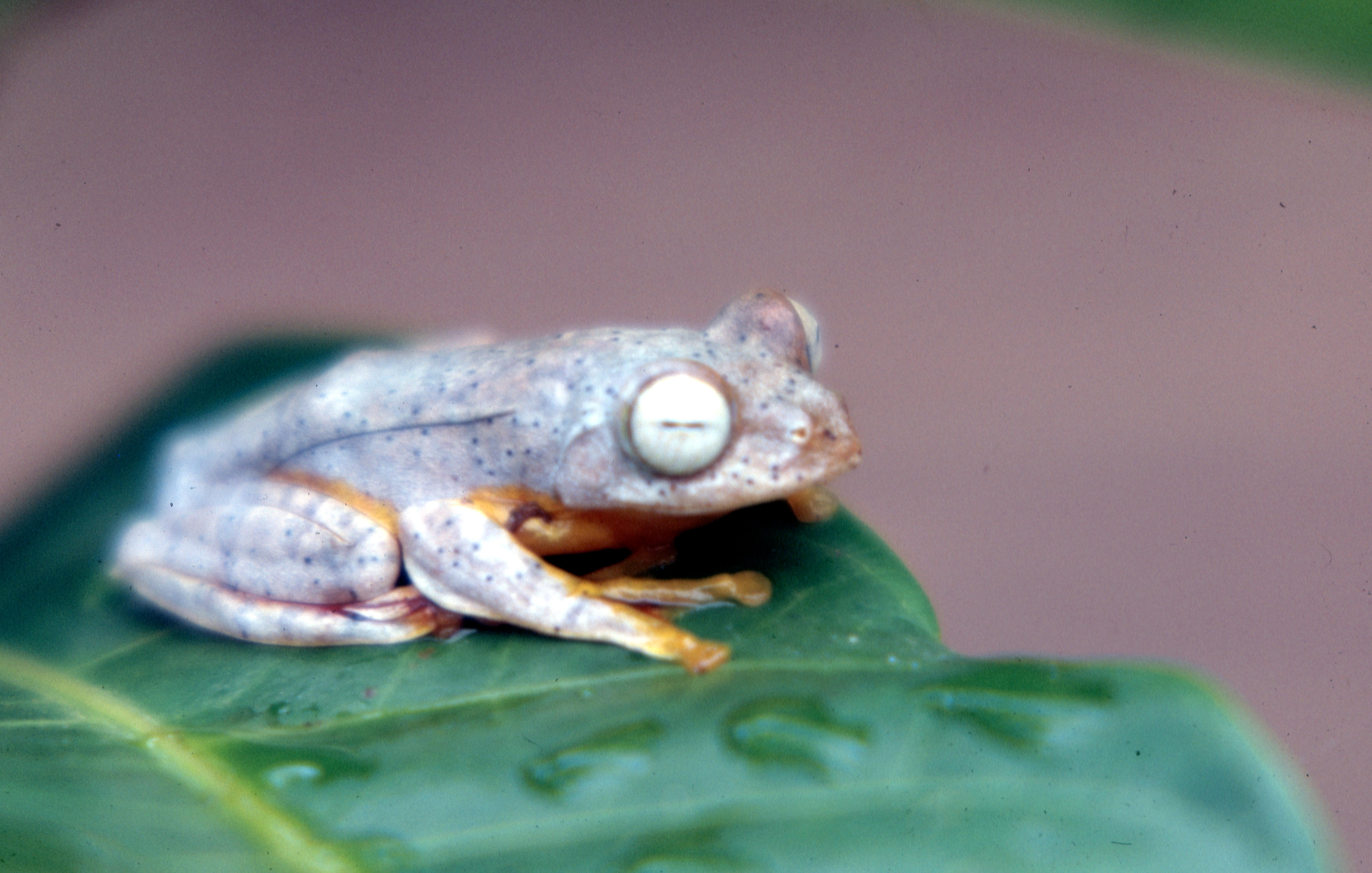 FMNH 187512 | Zoological Collections