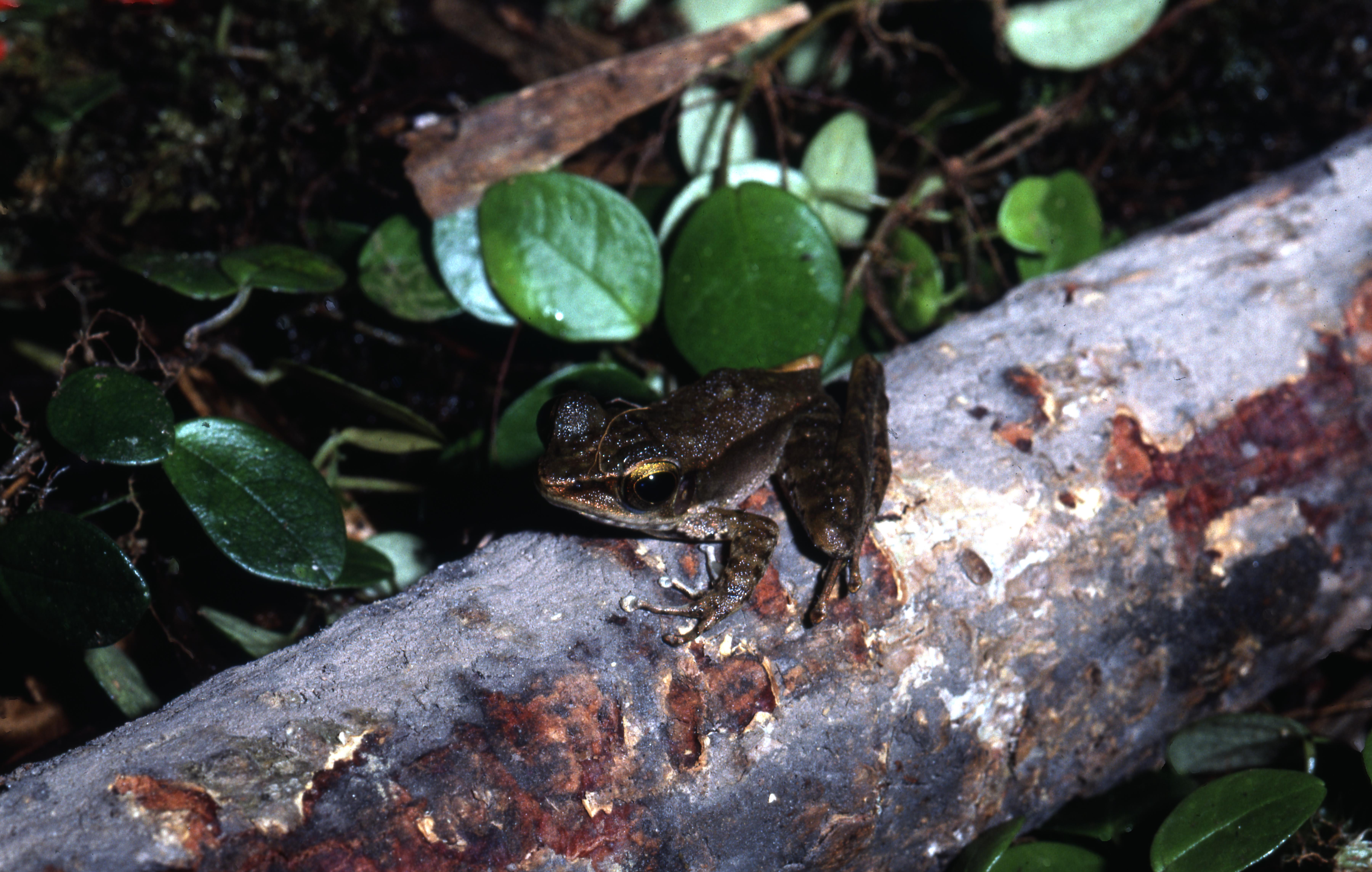 FMNH 234501 | Zoological Collections