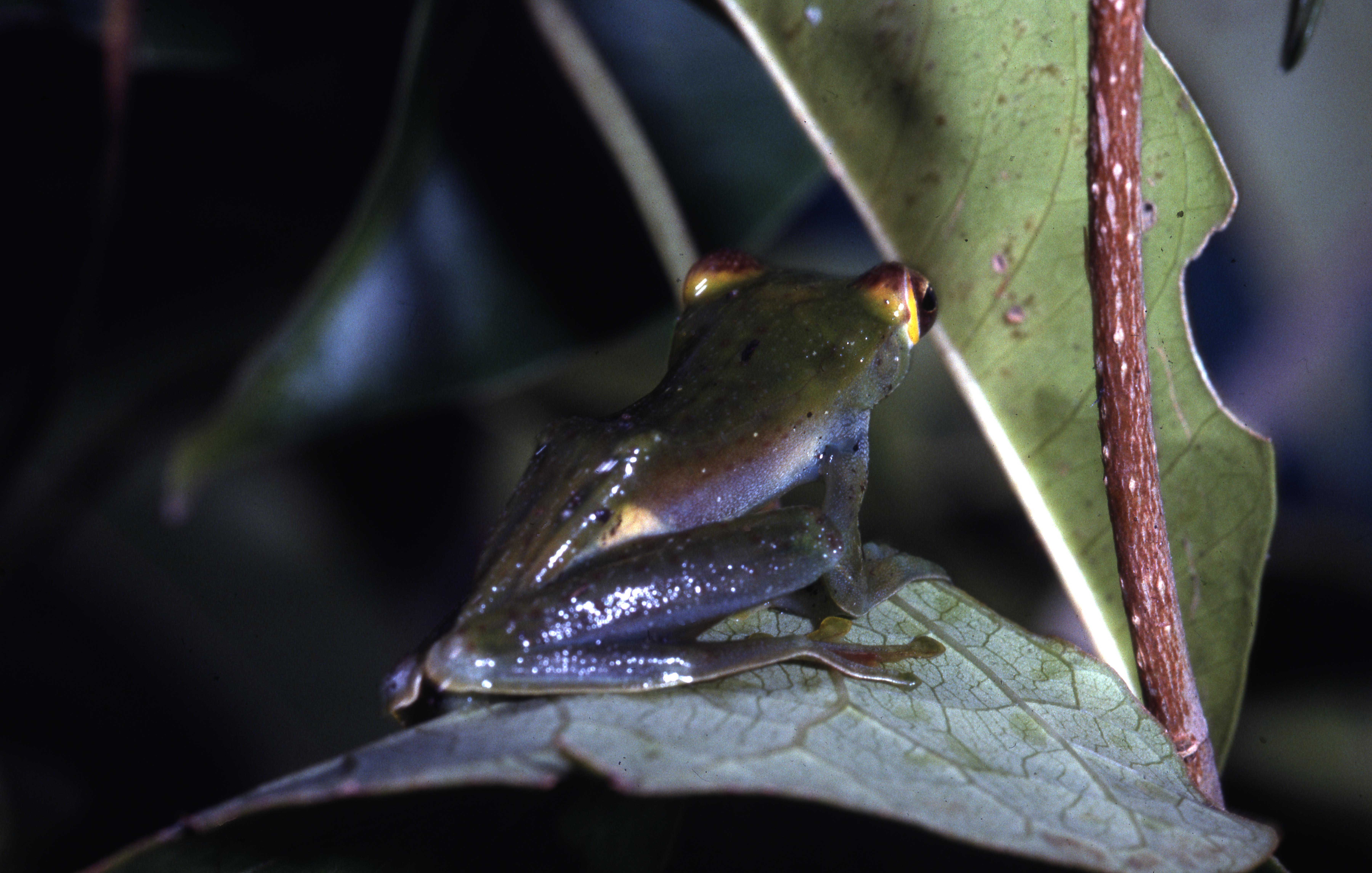 FMNH 235742 | Zoological Collections