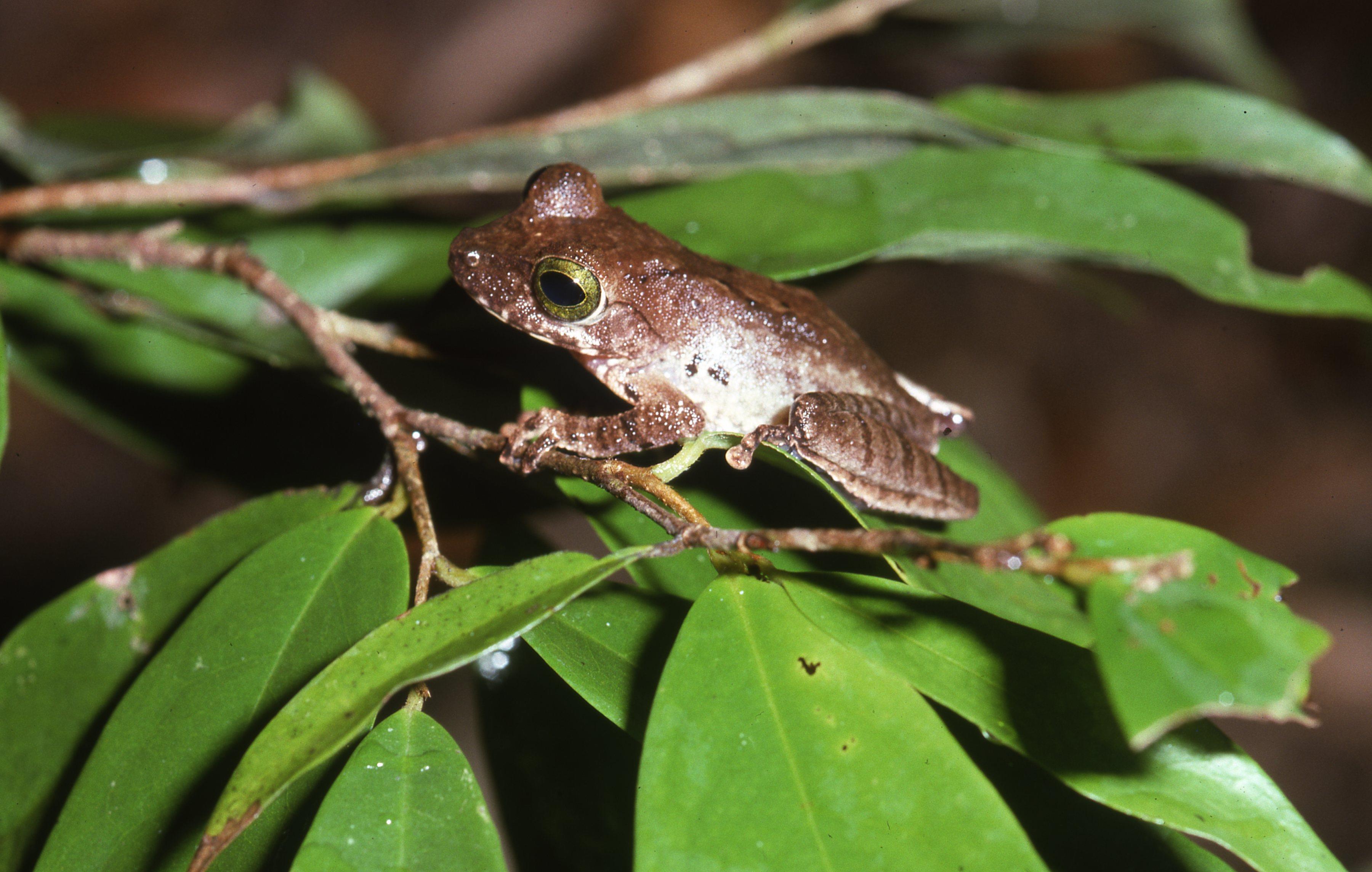 Philautus hosii (Boulenger, 1895)