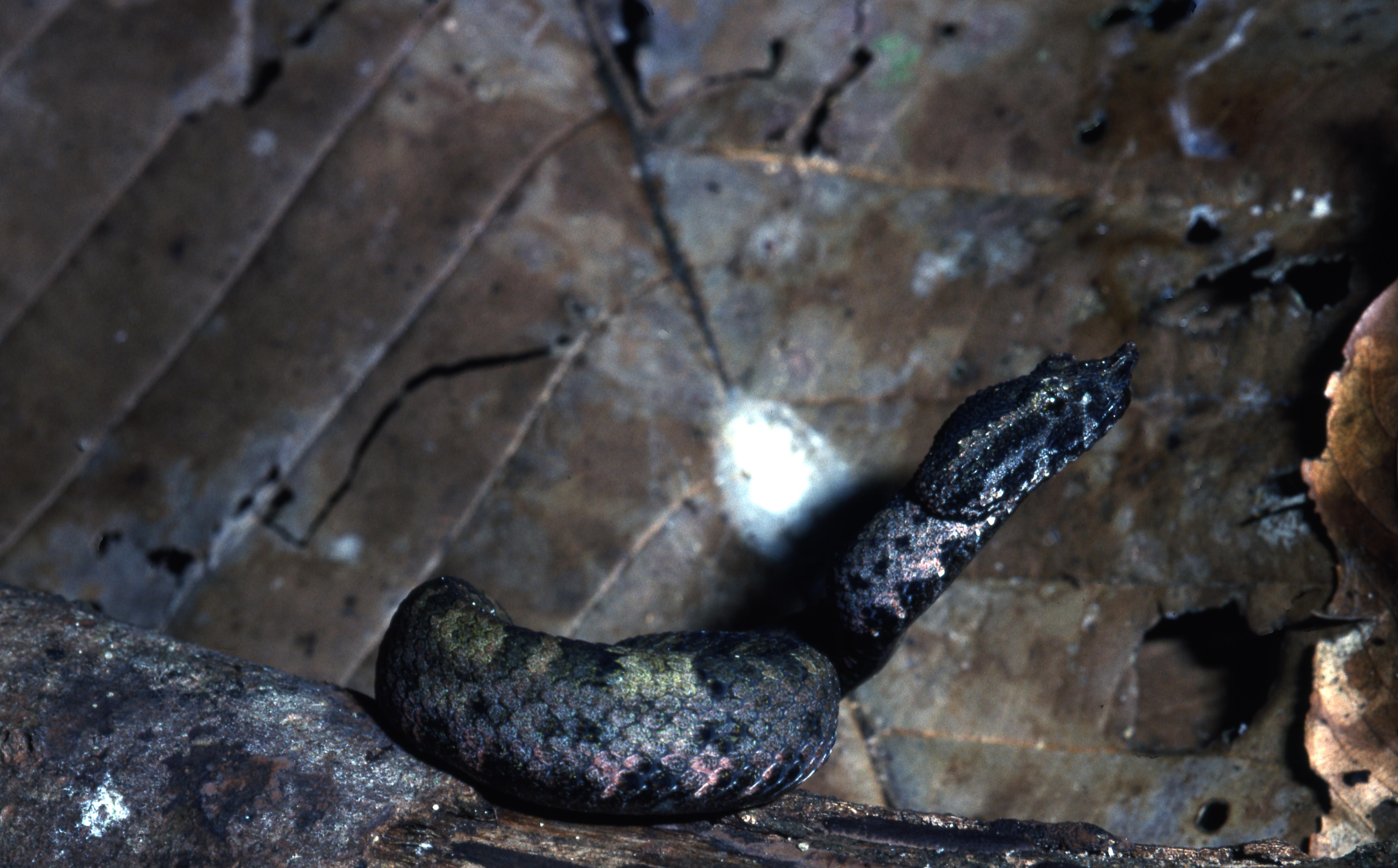 Trimeresurus borneensis (Peters, 1872)