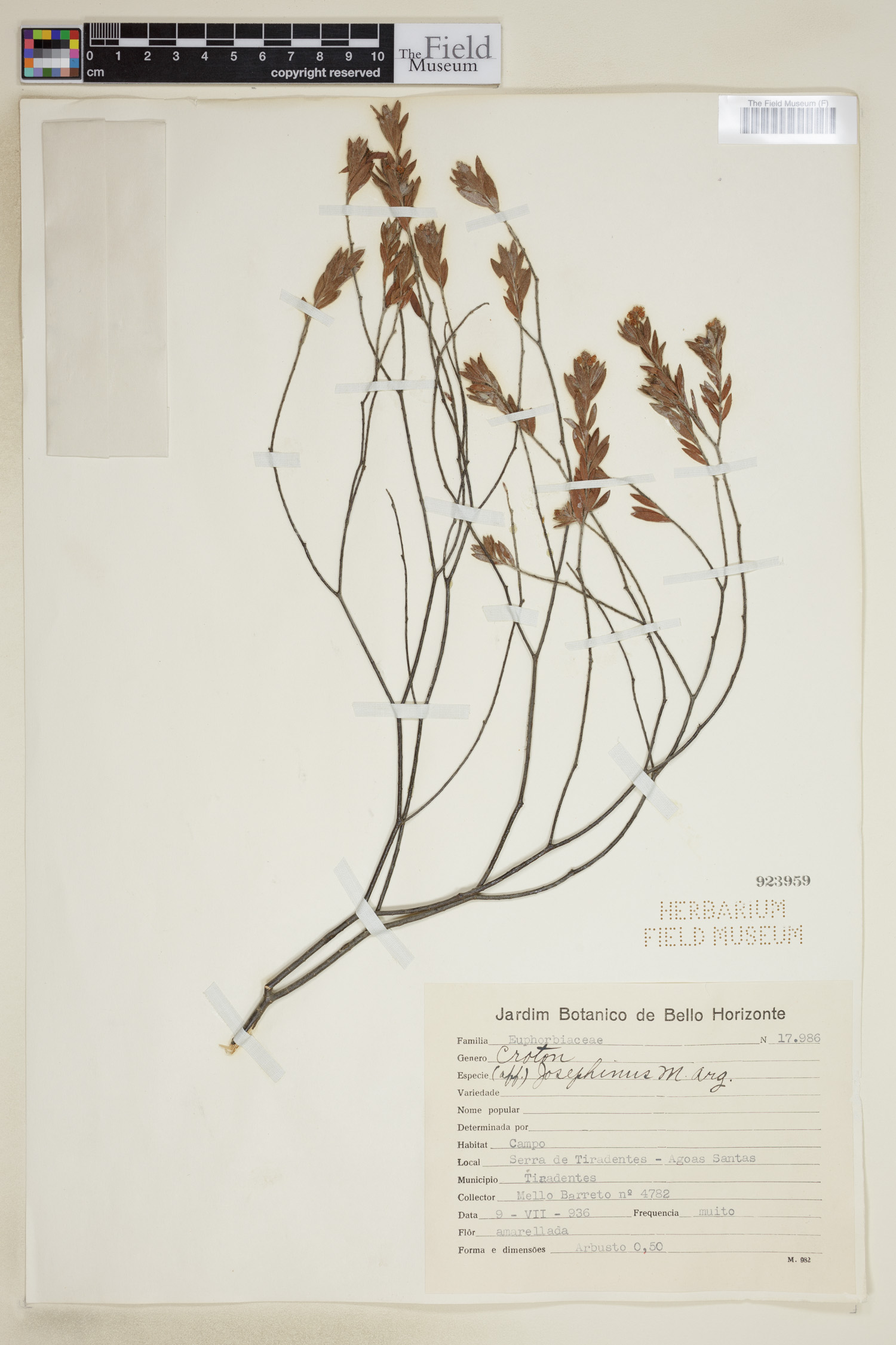 Croton josephina Müll.Arg.