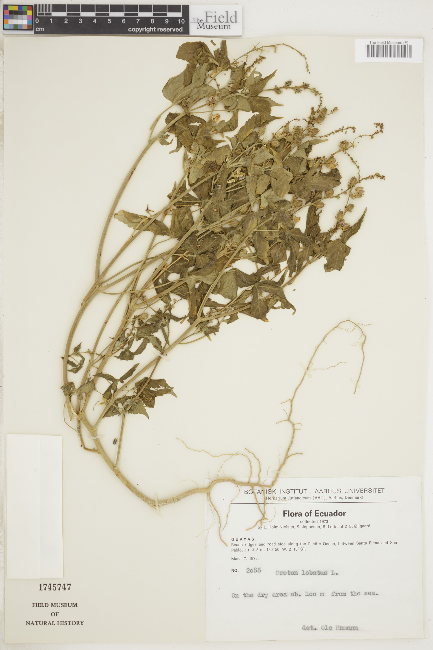 Astraea trilobata | Herbário Rapid Reference | The Field Museum