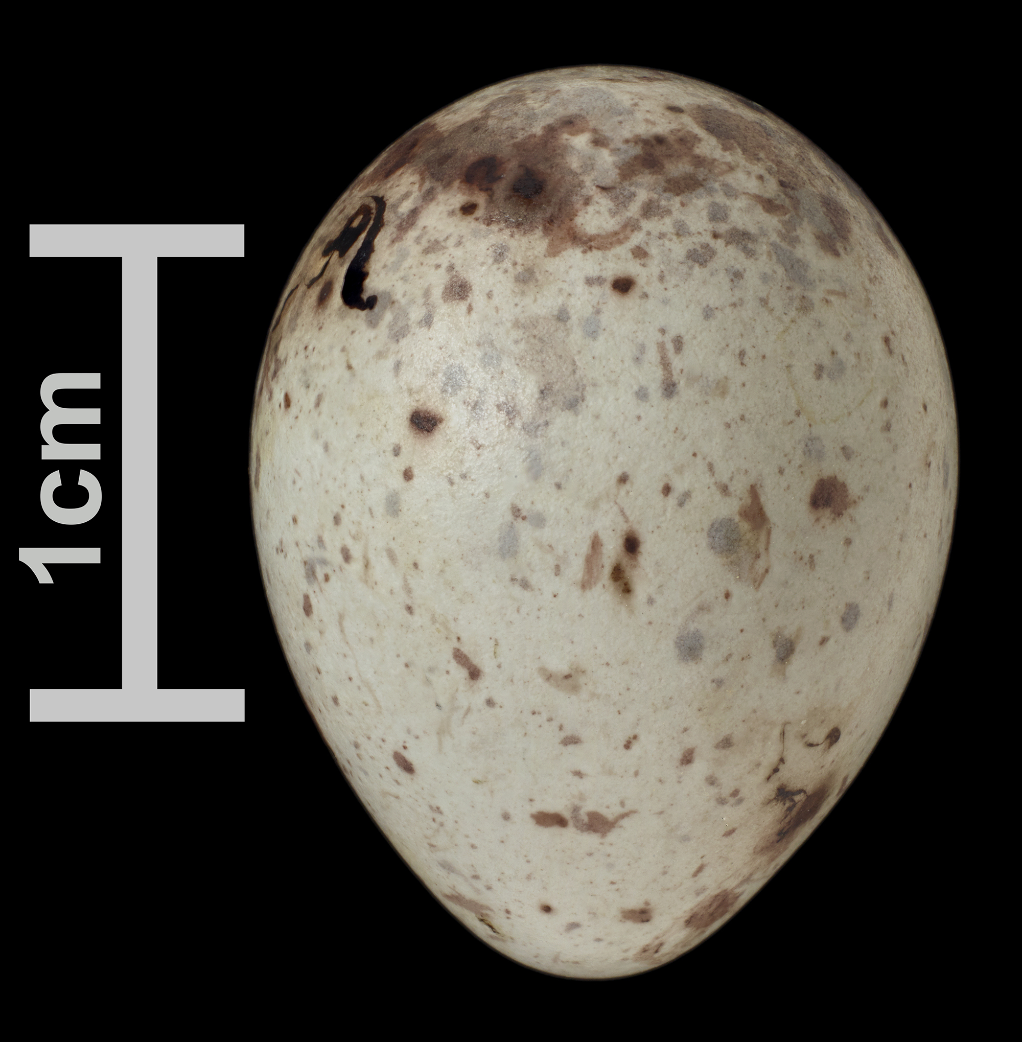 FMNH 14057 | Zoological Collections