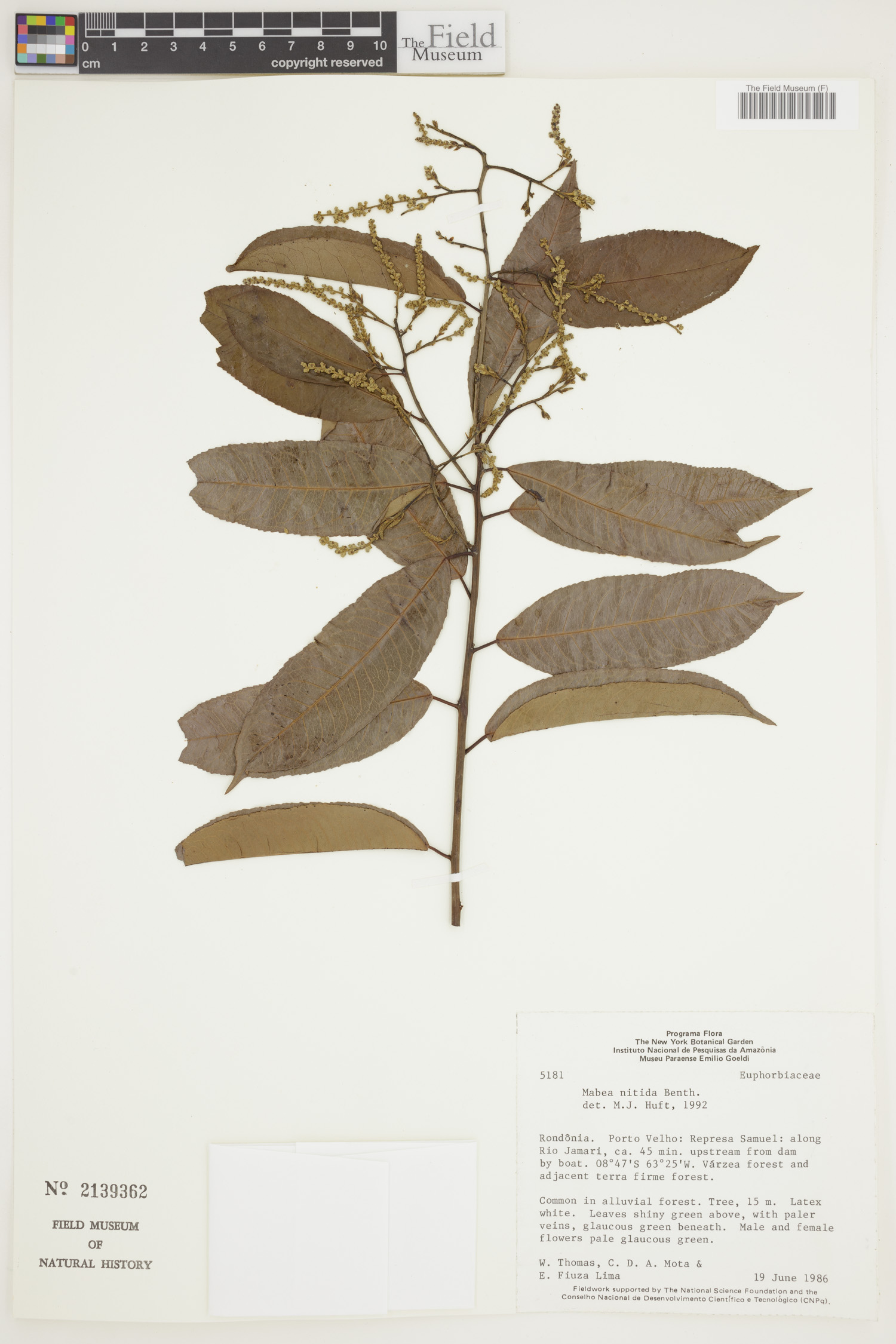 W. W. Thomas et al. | Botanical Collections