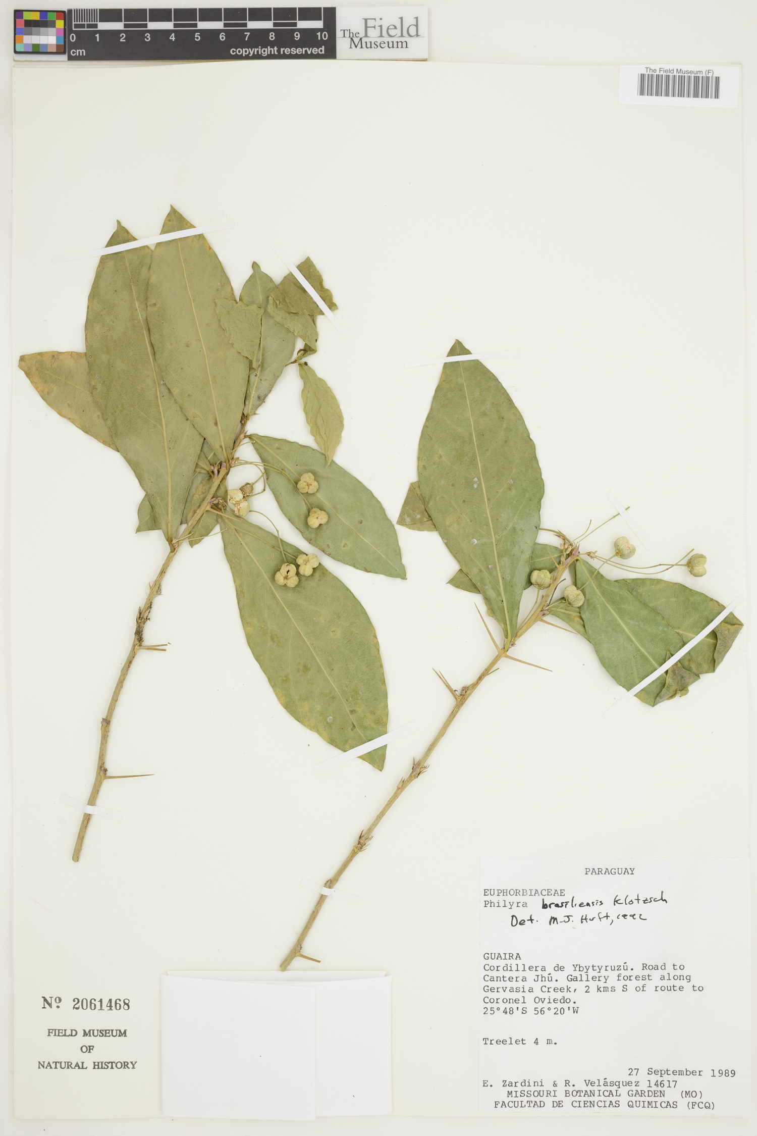 Philyra brasiliensis | Rapid Reference | The Field Museum