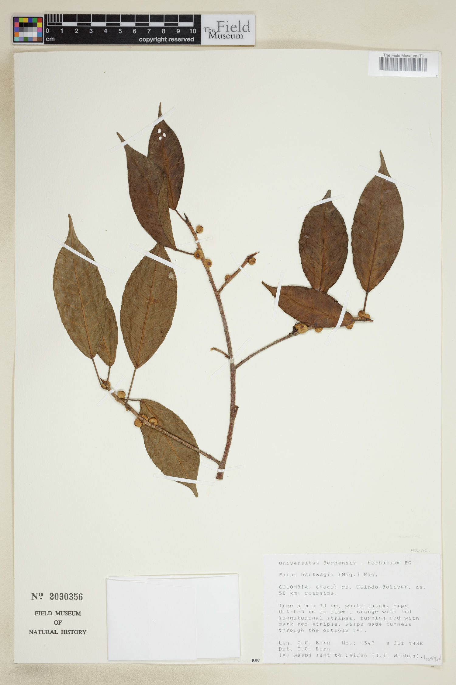 Ficus hartwegii (Miq.) Miq.