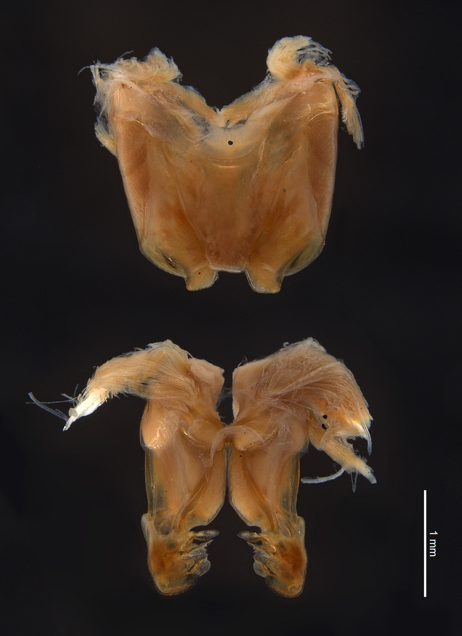 FMNH FMNHINS 0000 008 212 | Zoological Collections