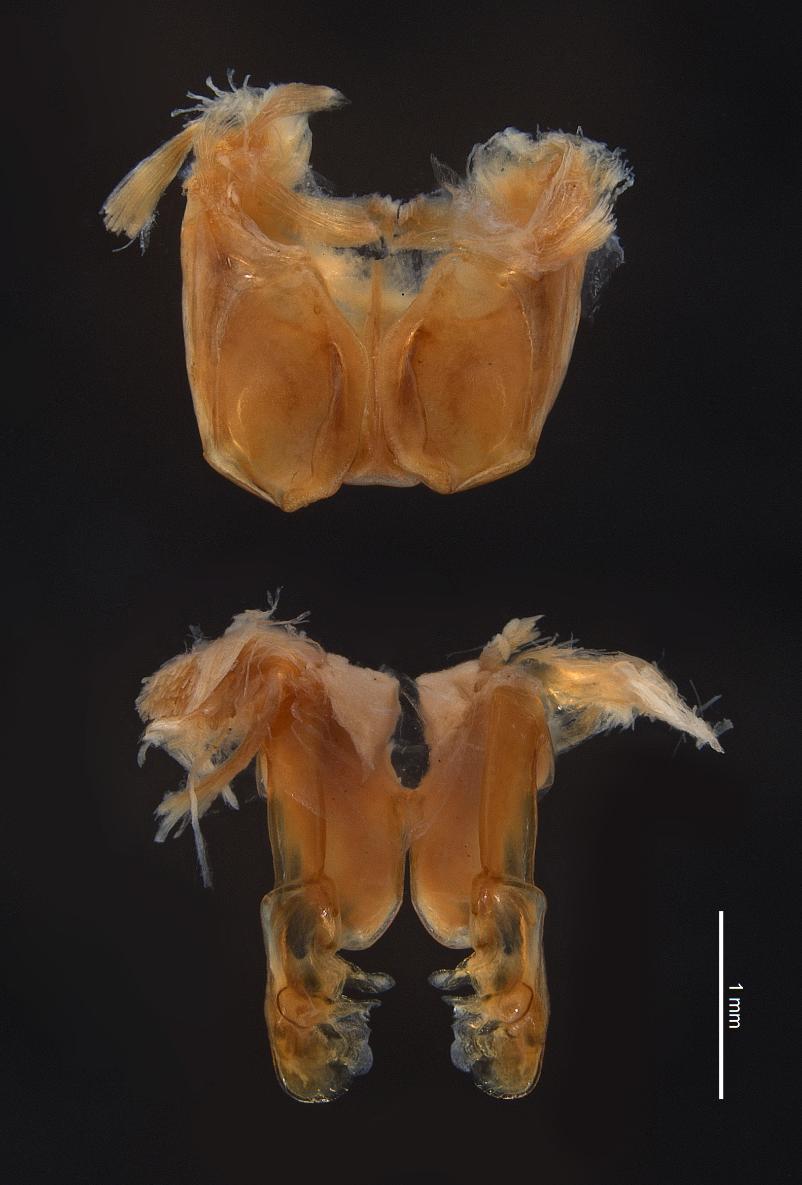 FMNH FMNHINS 0000 008 212 | Zoological Collections