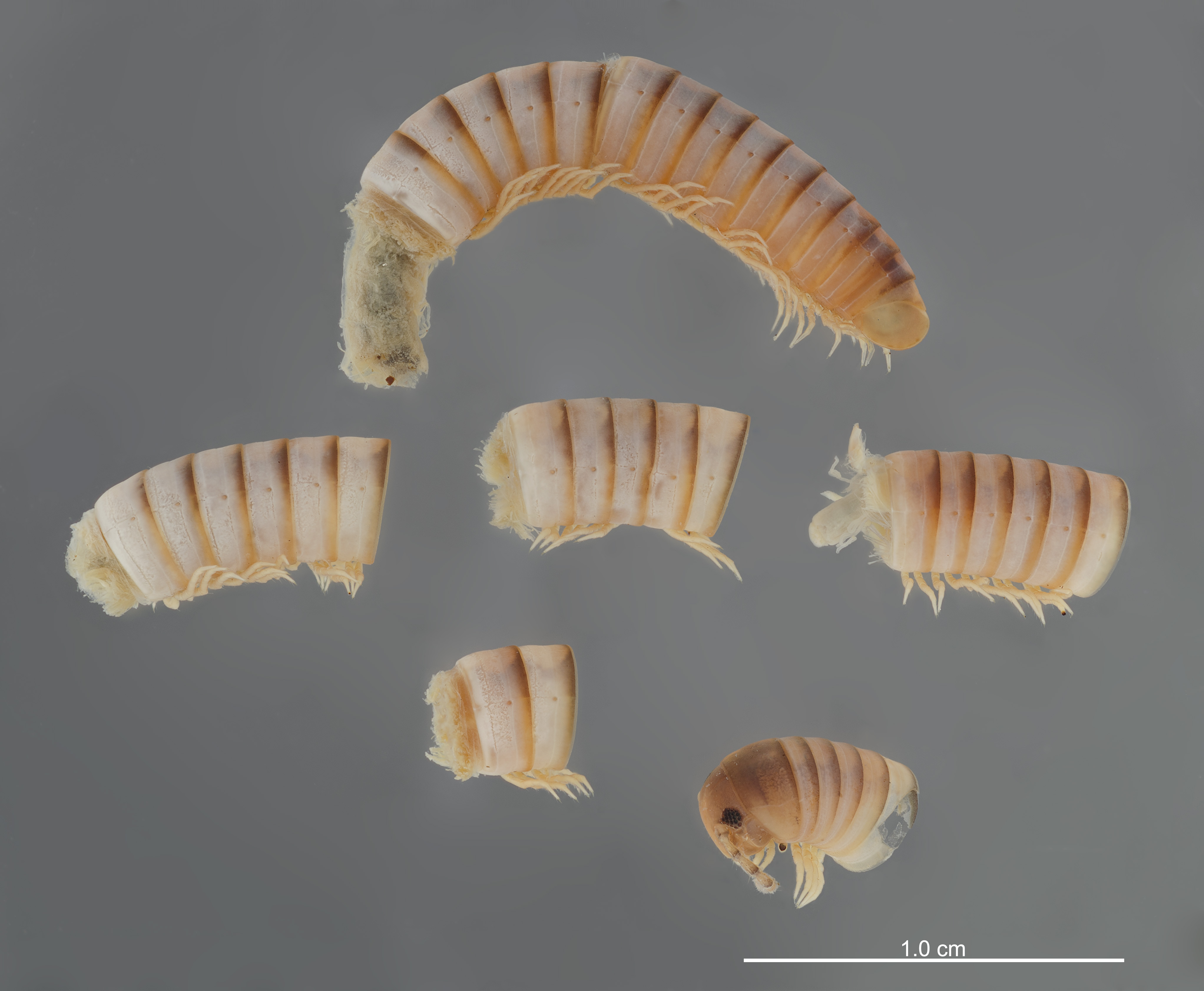FMNH FMNHINS 0000 008 201 | Zoological Collections