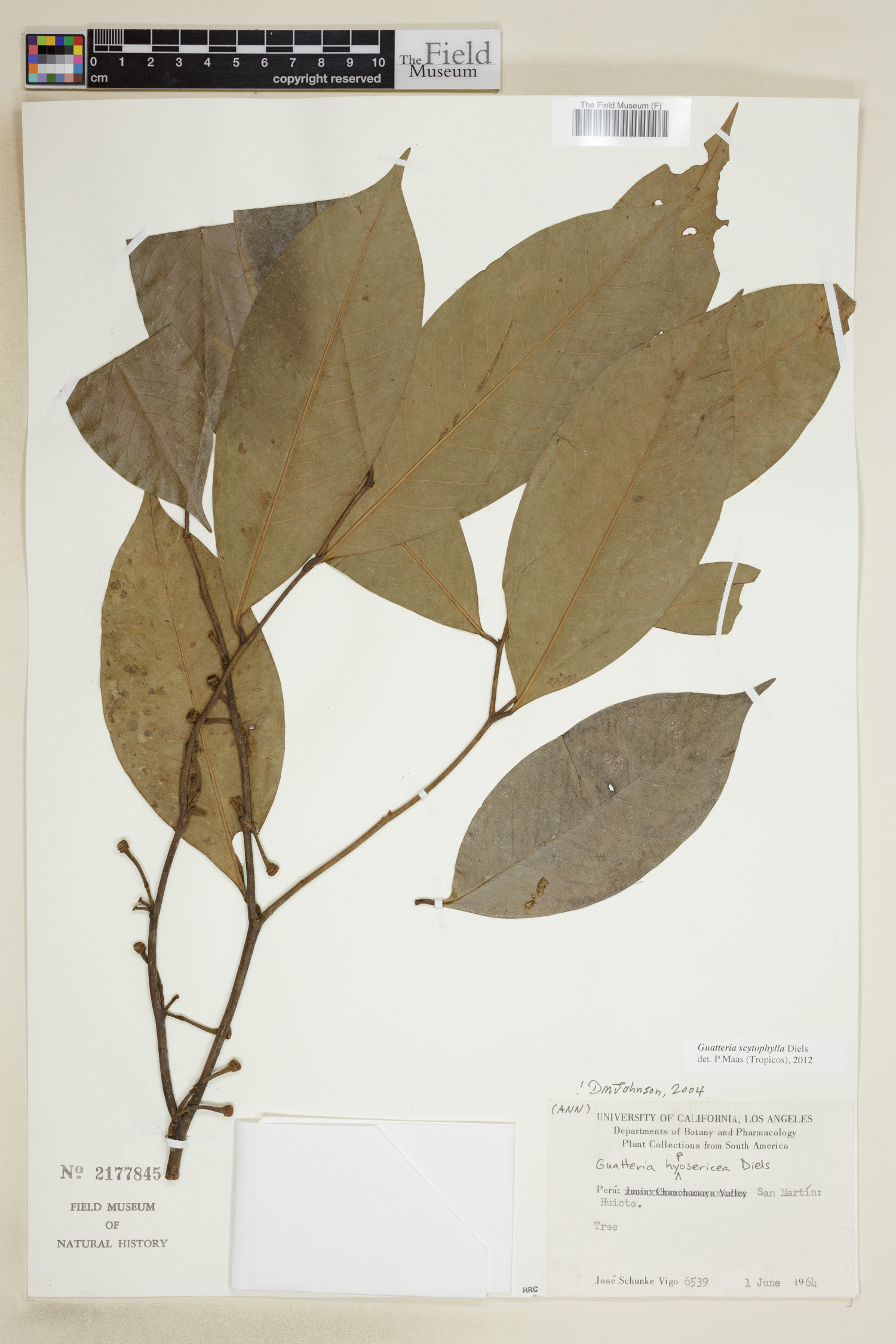 HVAA - Occurrence Profile