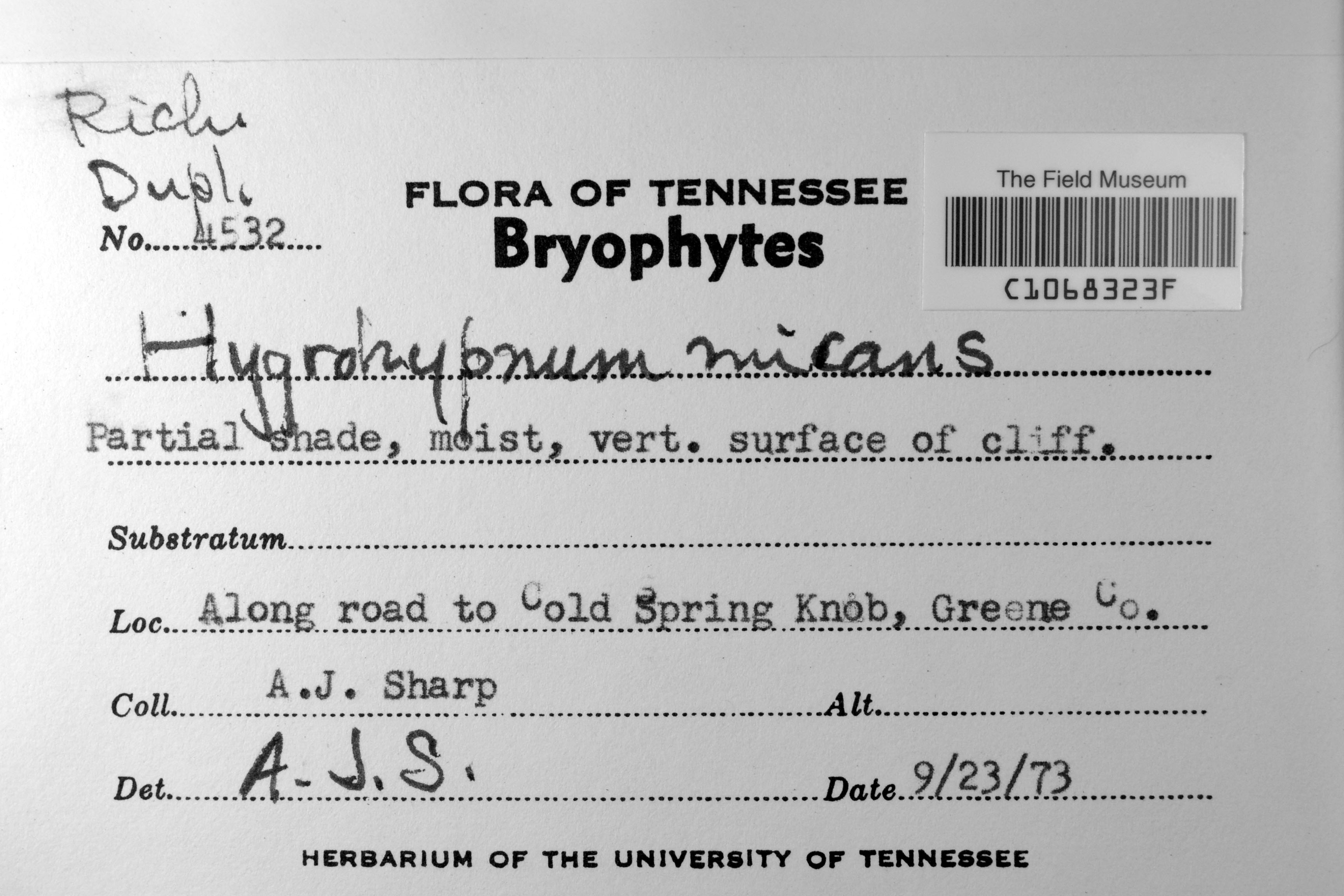 Hageniella micans B.C.Tan & Jia Yu, 1999