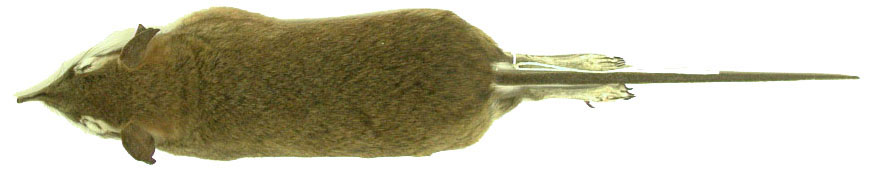 Elephantulus rufescens (Peters, 1878)