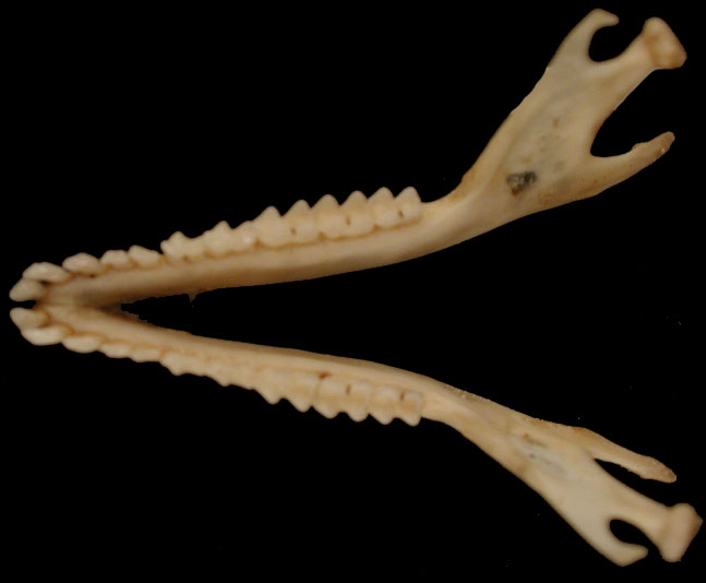 Elephantulus rufescens (Peters, 1878)