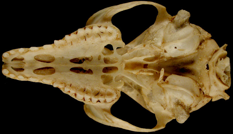 Elephantulus rufescens (Peters, 1878)