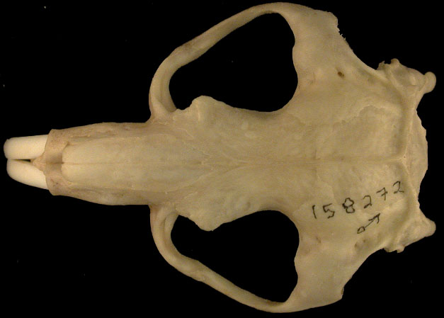 Heliophobius argenteocinereus Peters, 1846
