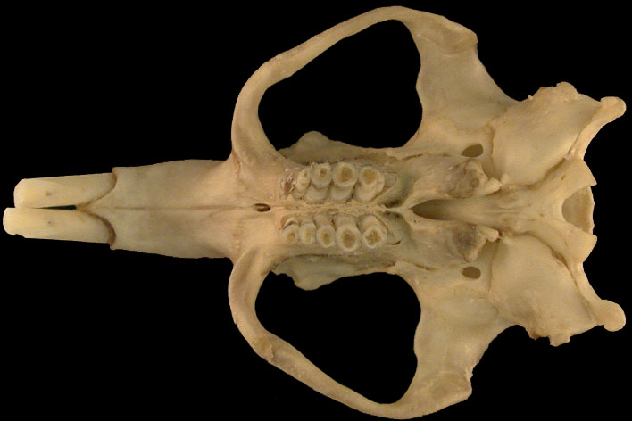 Heliophobius argenteocinereus Peters, 1846