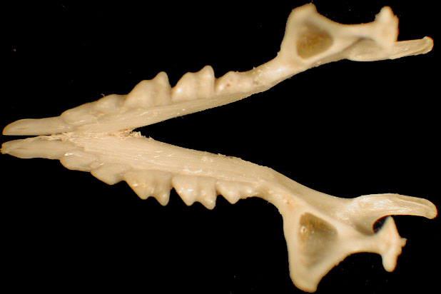 Myosorex kihaulei Stanley & Hutterer, 2000