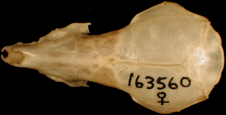 Myosorex kihaulei Stanley & Hutterer, 2000