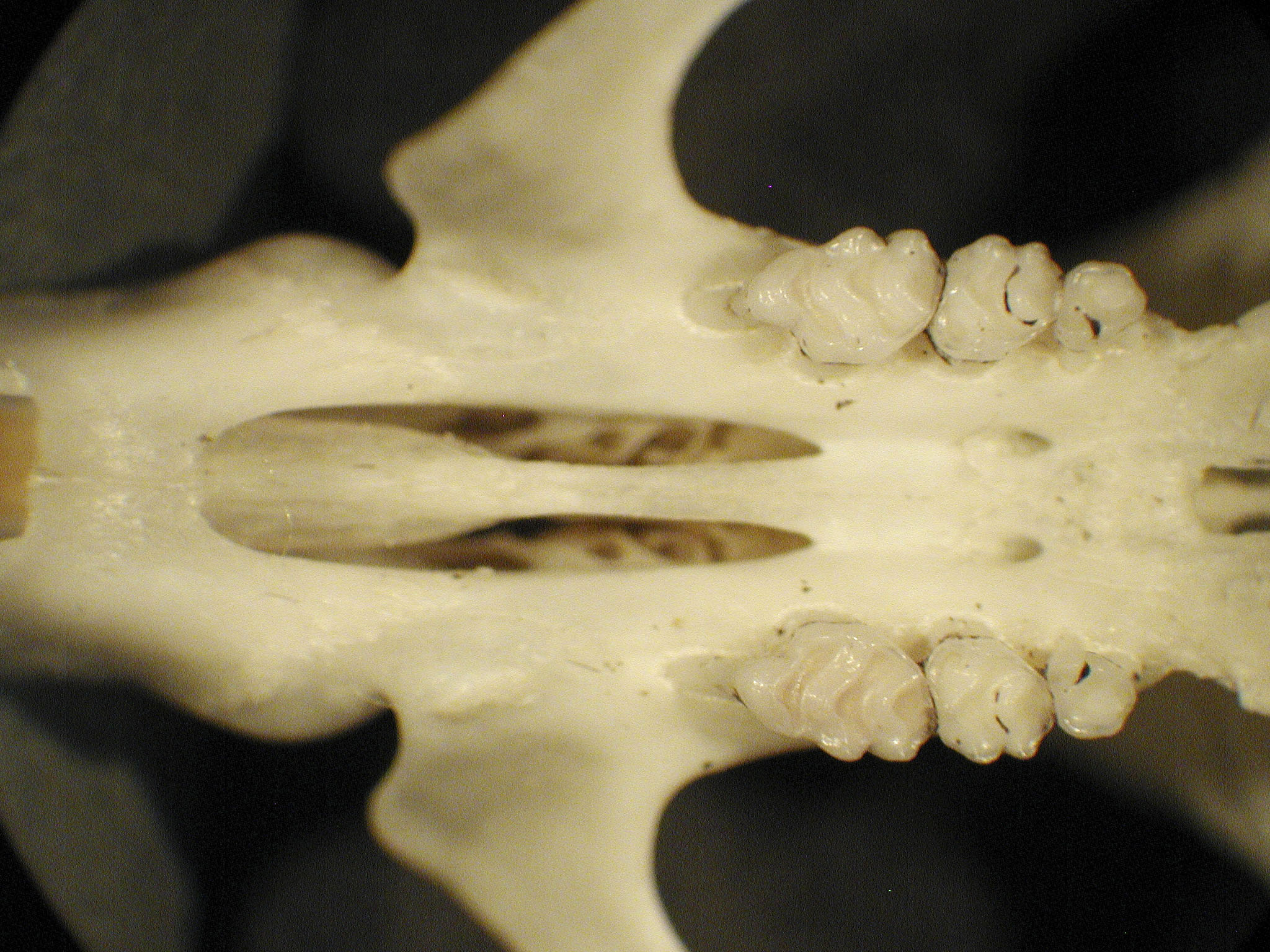 Mastomys natalensis (A.Smith, 1834)