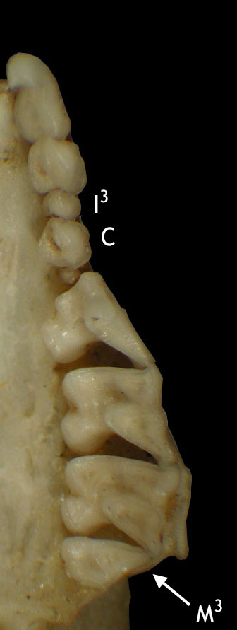 Myosorex blarina Thomas, 1906