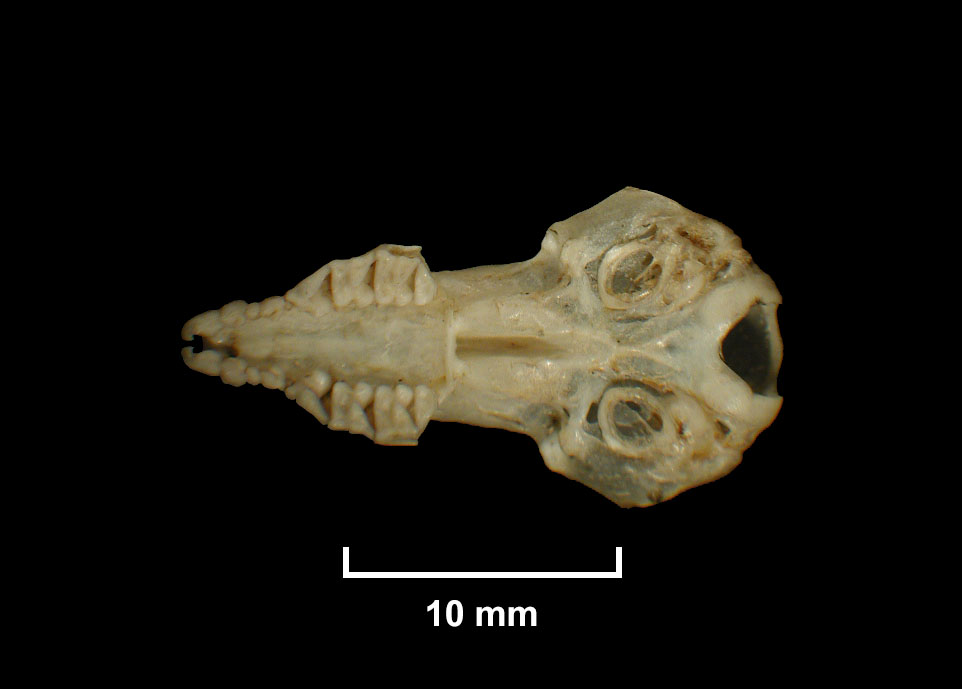 Myosorex blarina Thomas, 1906