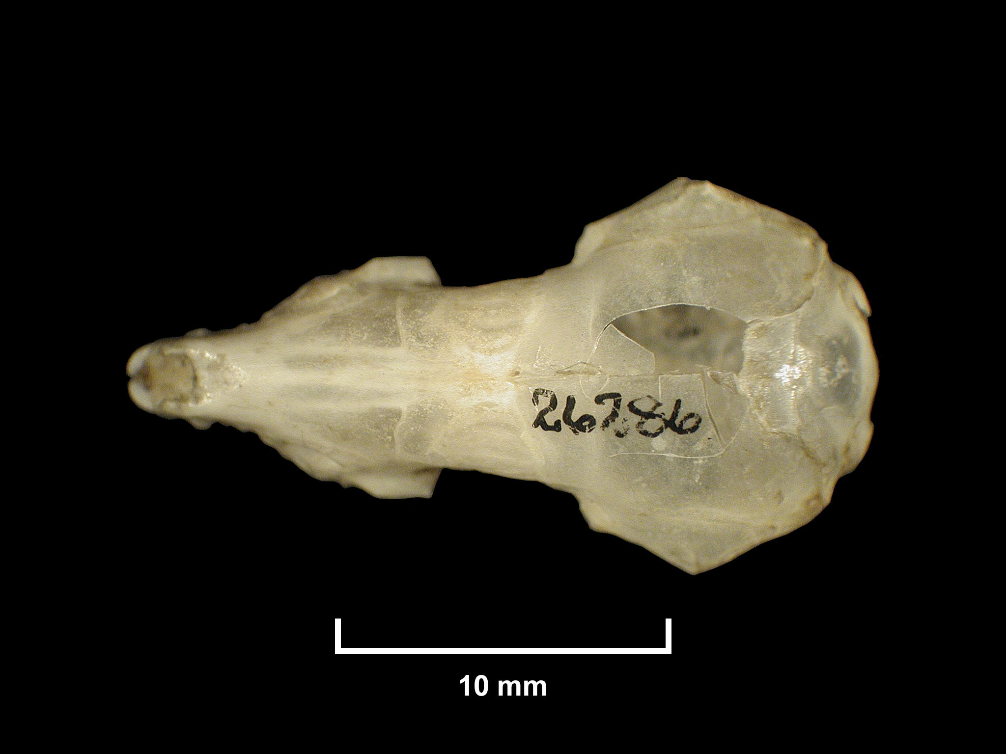 Myosorex blarina Thomas, 1906