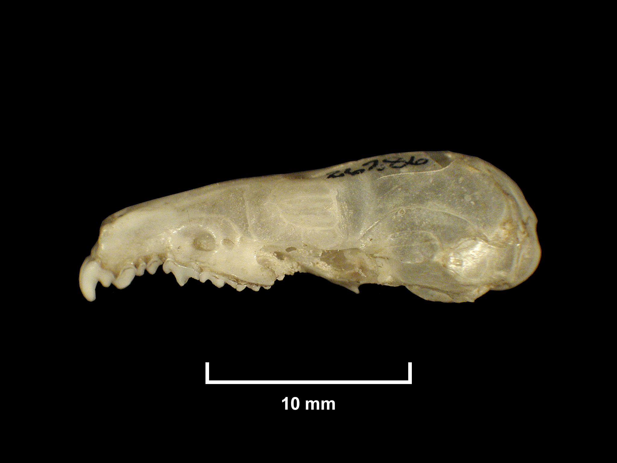 Myosorex blarina Thomas, 1906