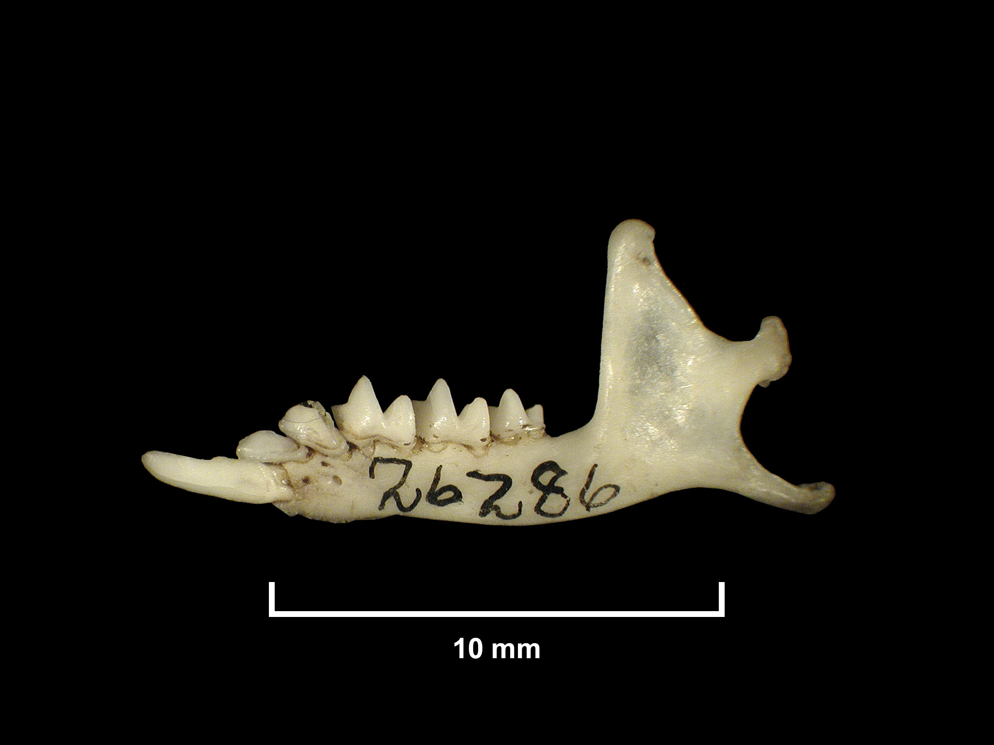 Myosorex blarina Thomas, 1906