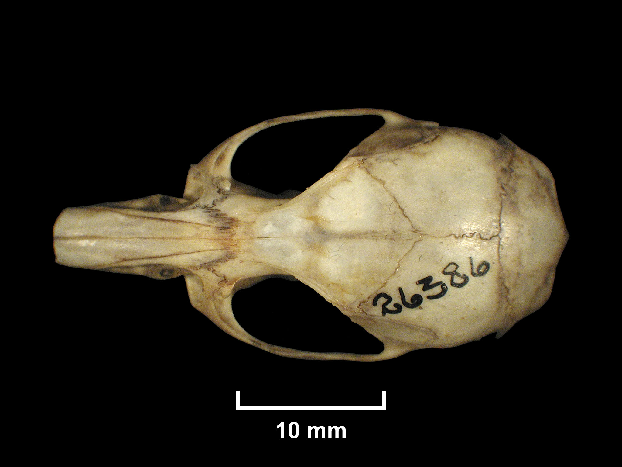 Thamnomys Thomas, 1907