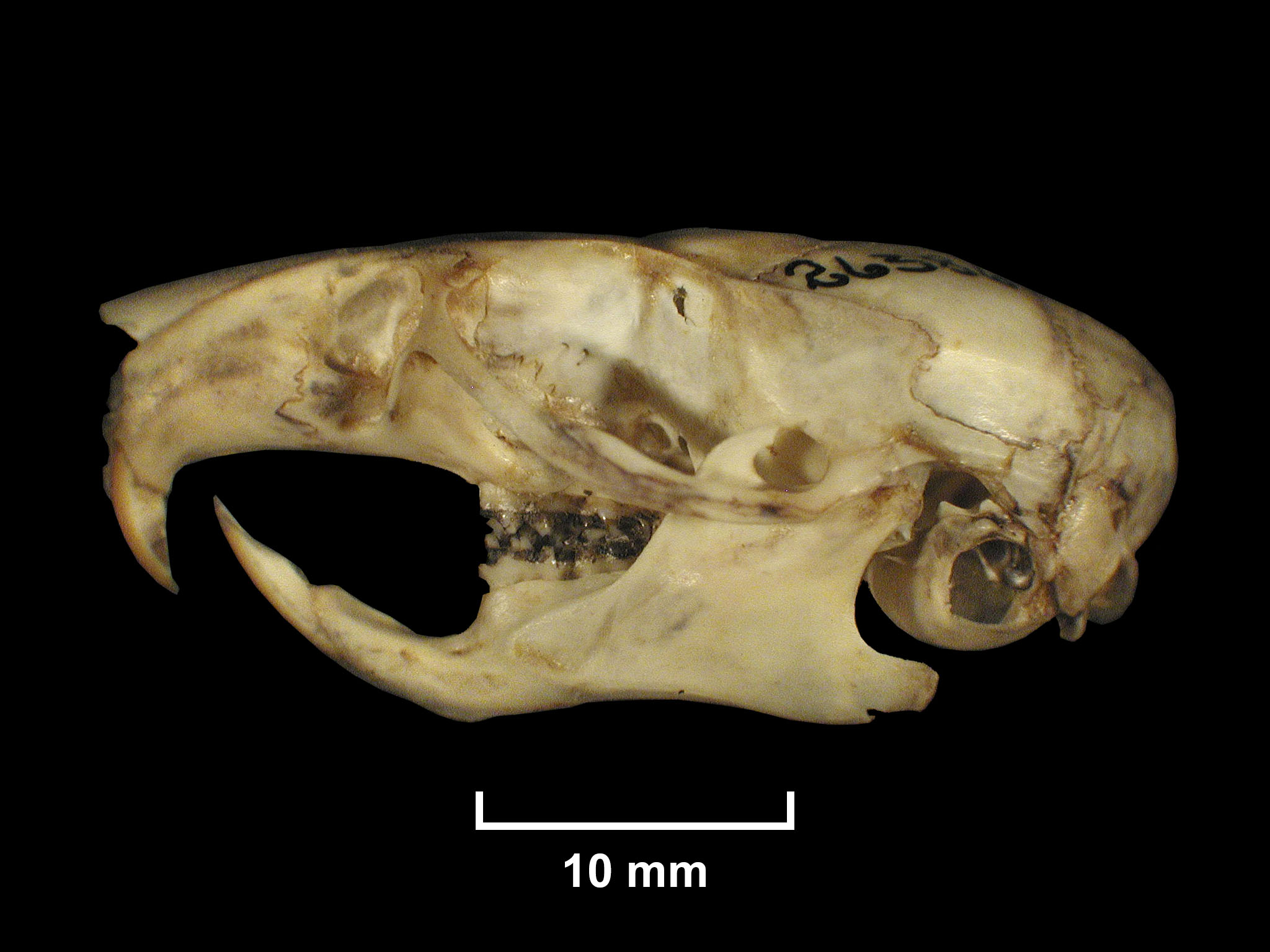 Thamnomys Thomas, 1907