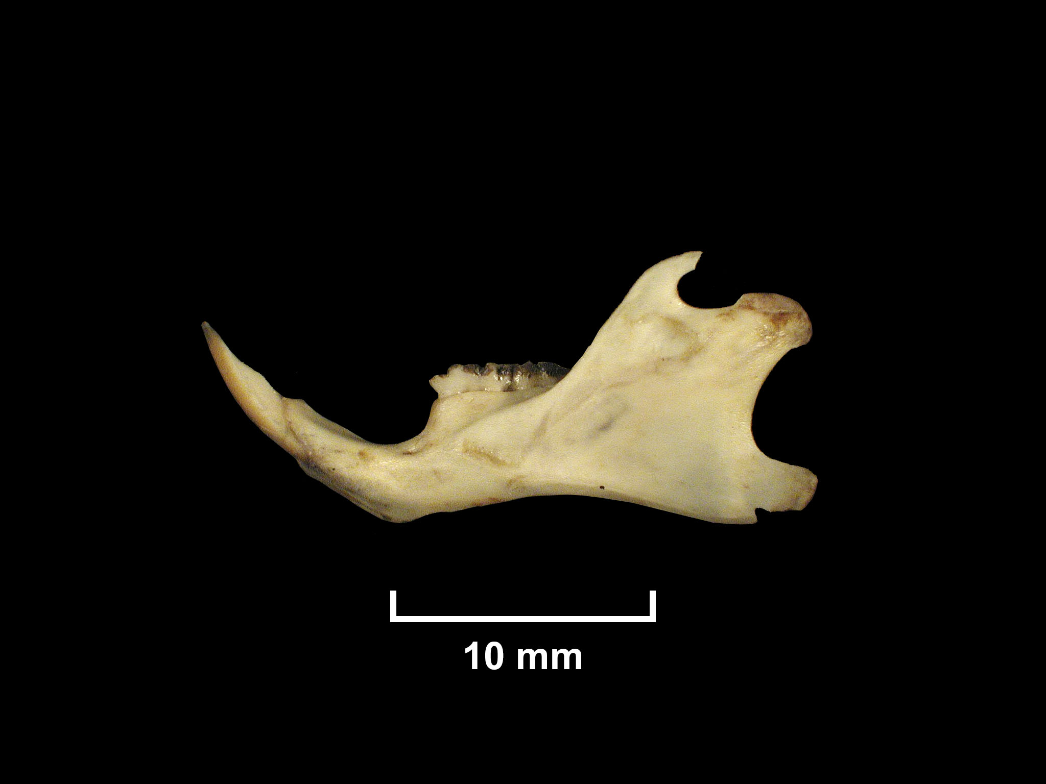 Thamnomys Thomas, 1907