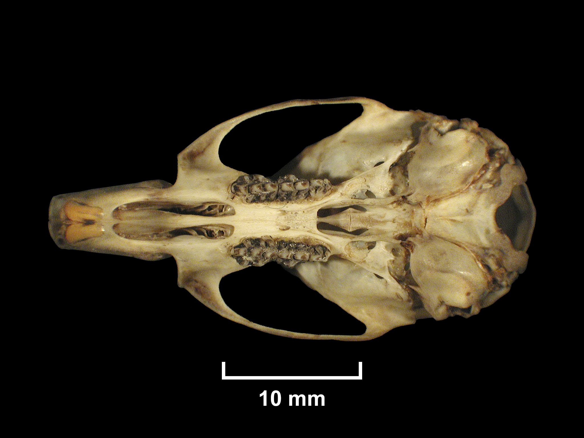 Thamnomys Thomas, 1907