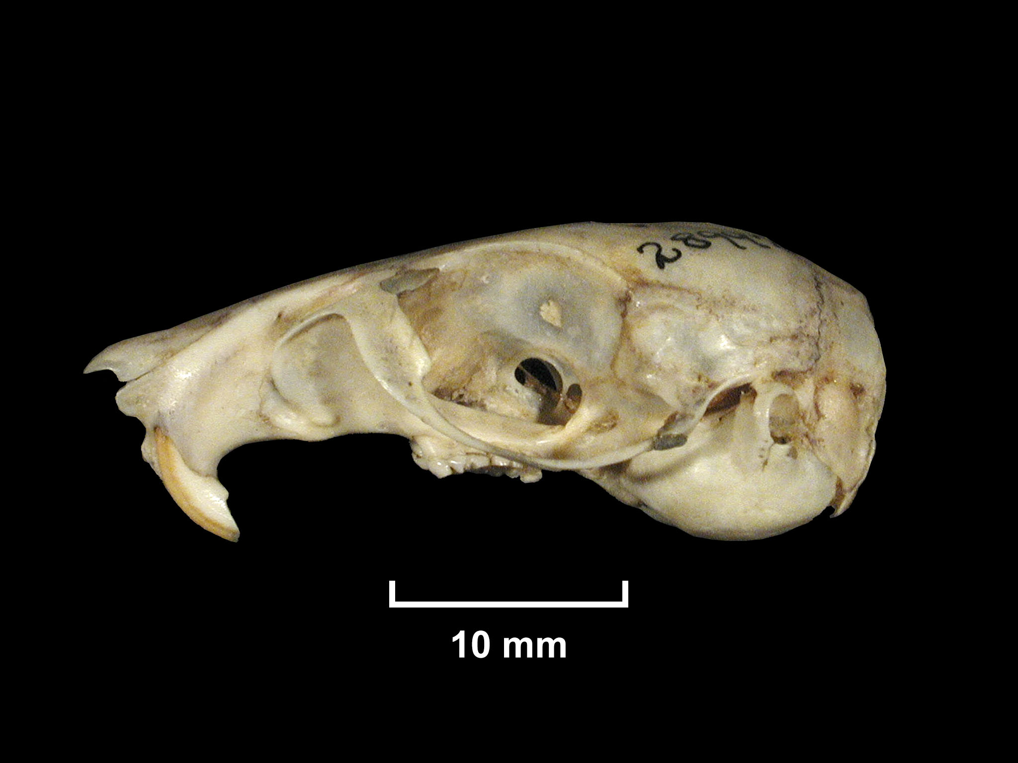 Taterillus congicus Thomas, 1915