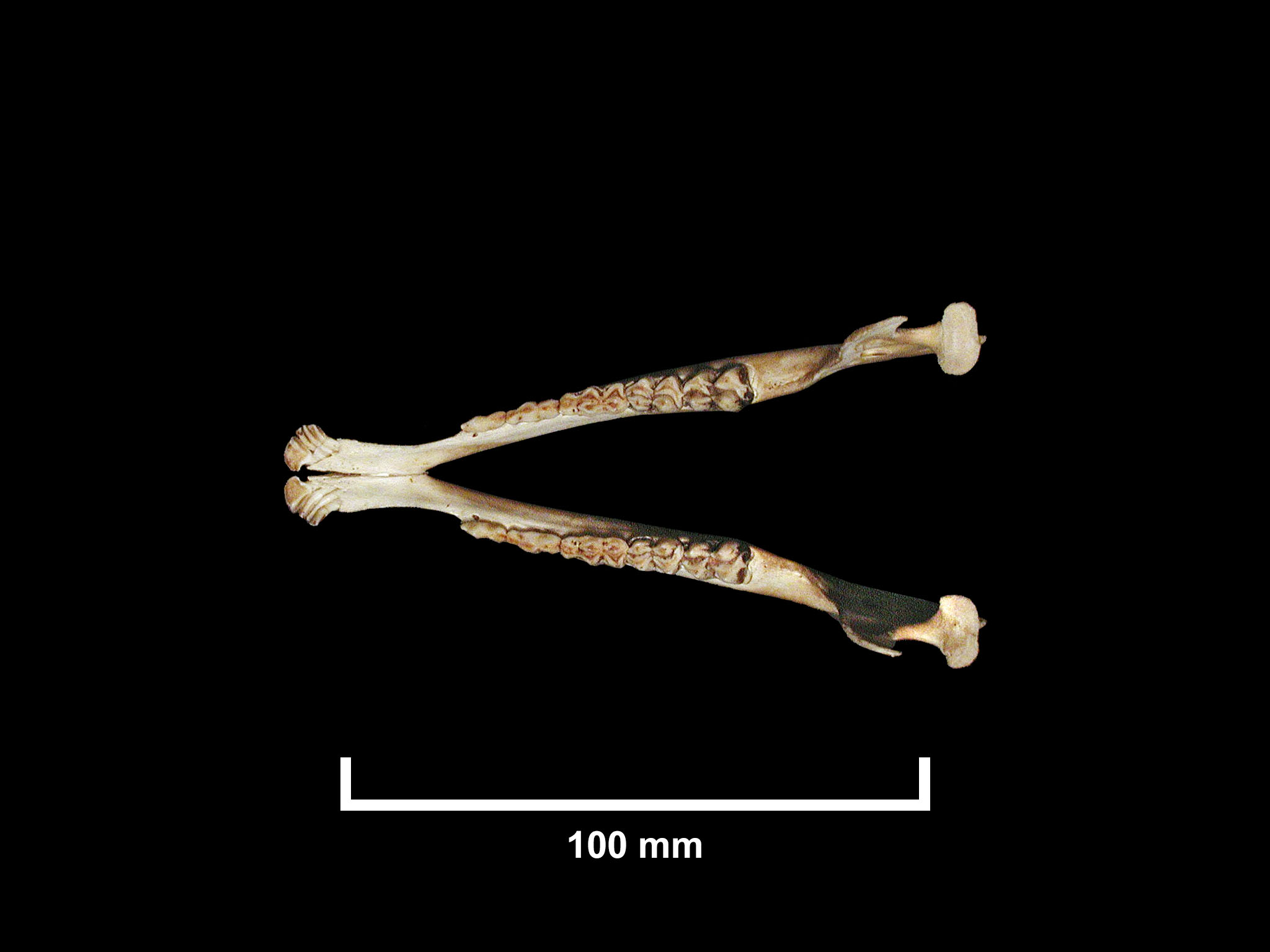 Hyemoschus aquaticus (Ogilby, 1841)