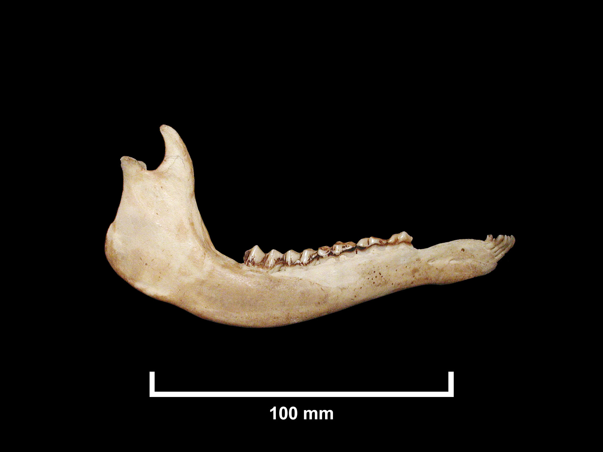 Hyemoschus aquaticus (Ogilby, 1841)