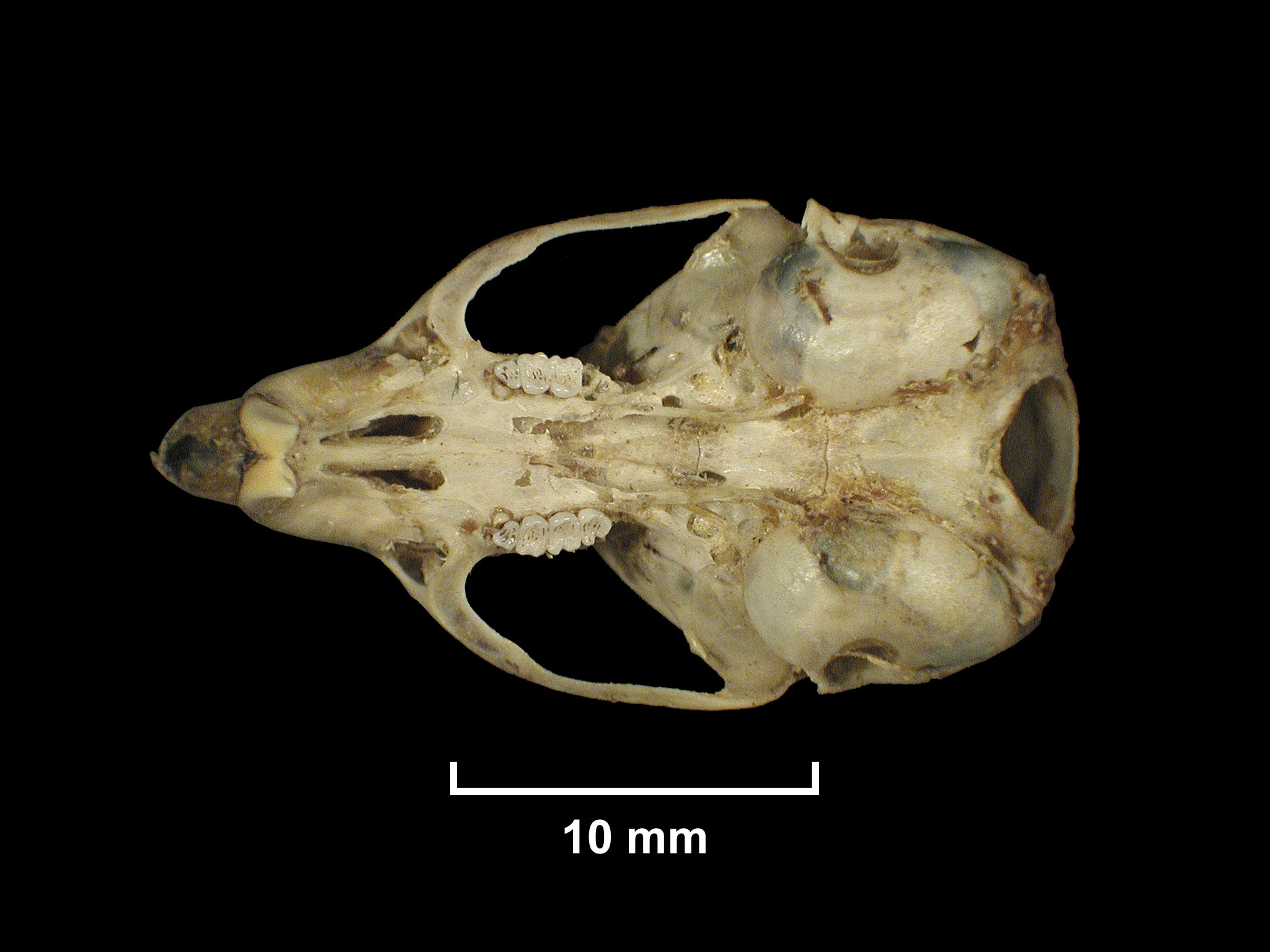 Graphiurus microtis (Noack, 1887)