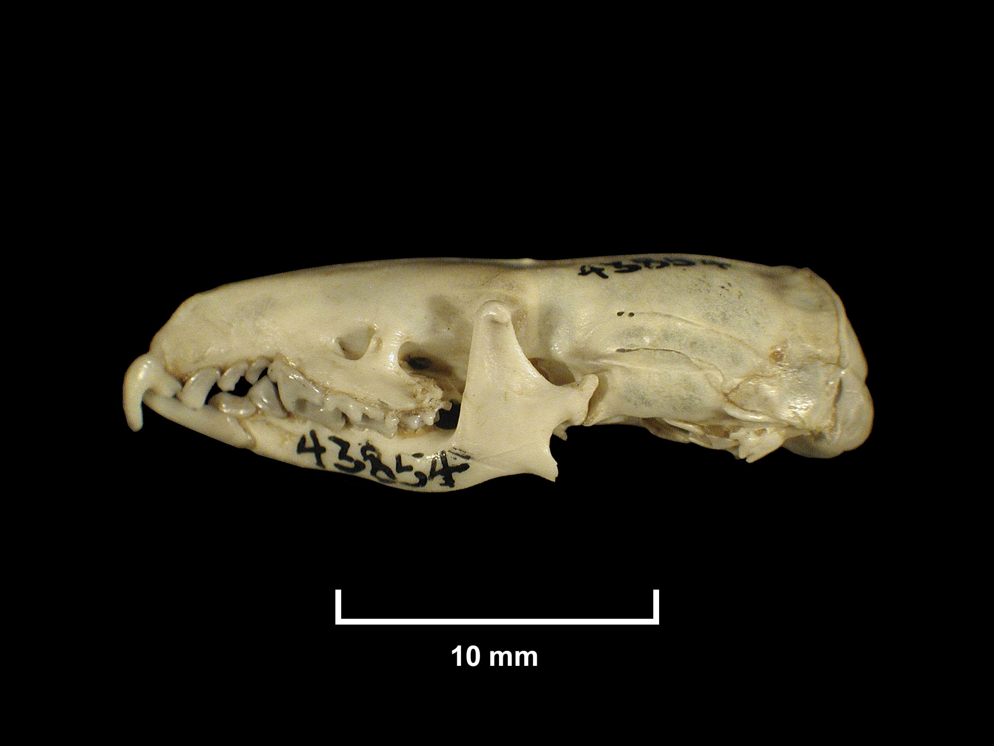 FMNH 43854 | Zoological Collections