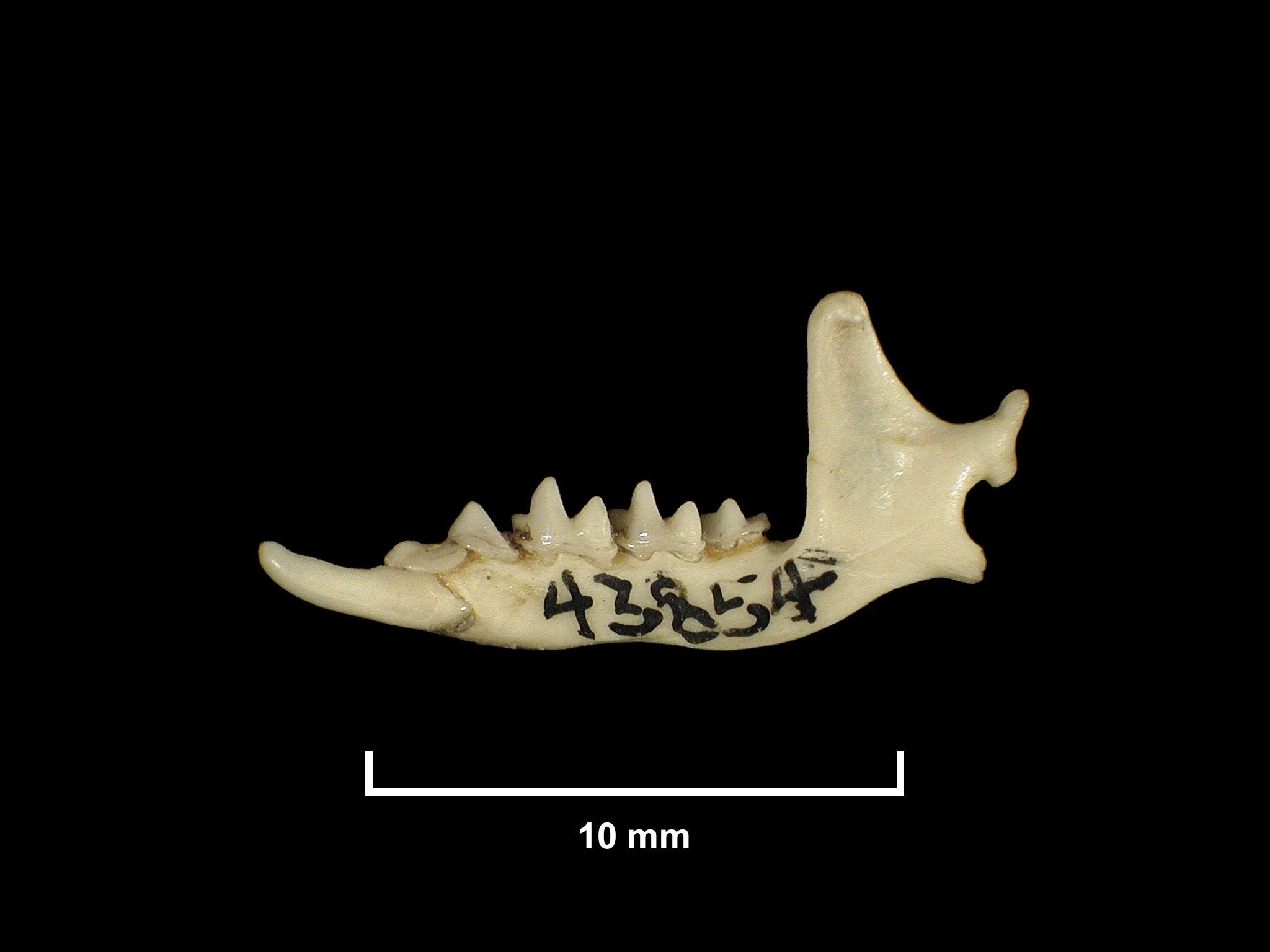 FMNH 43854 | Zoological Collections