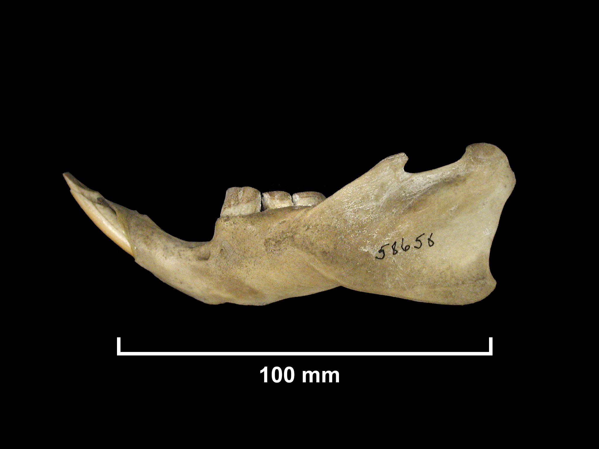 FMNH 58656 | Zoological Collections