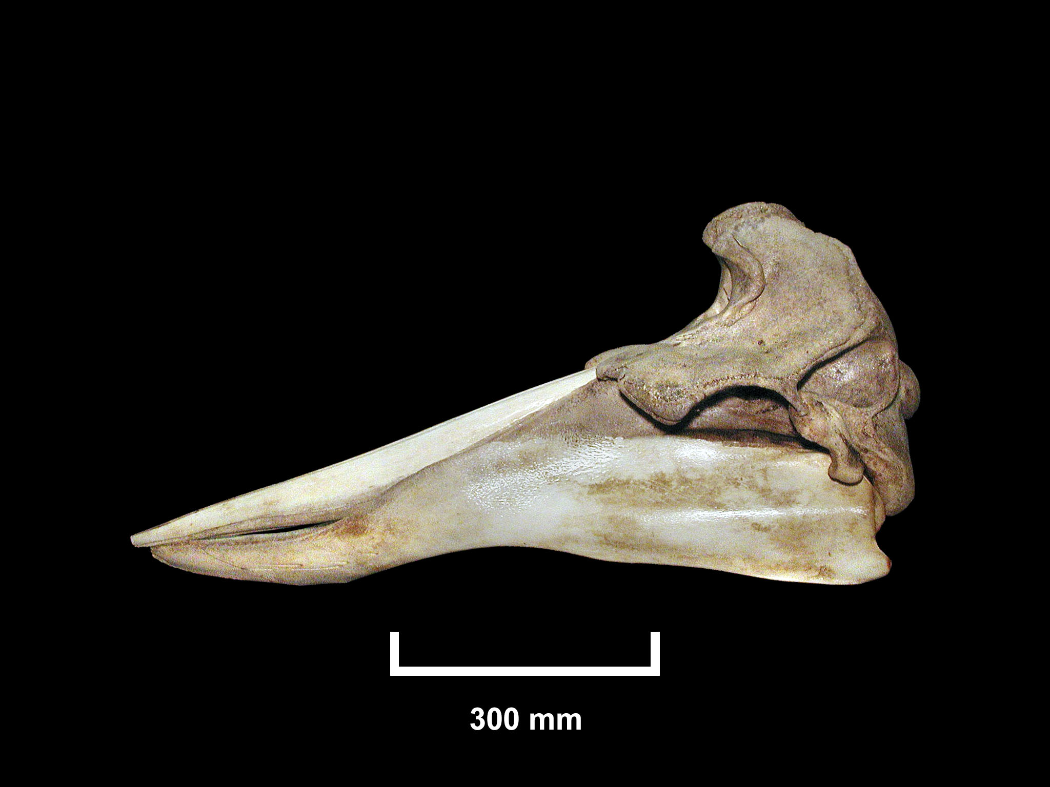 FMNH 58841 | Zoological Collections