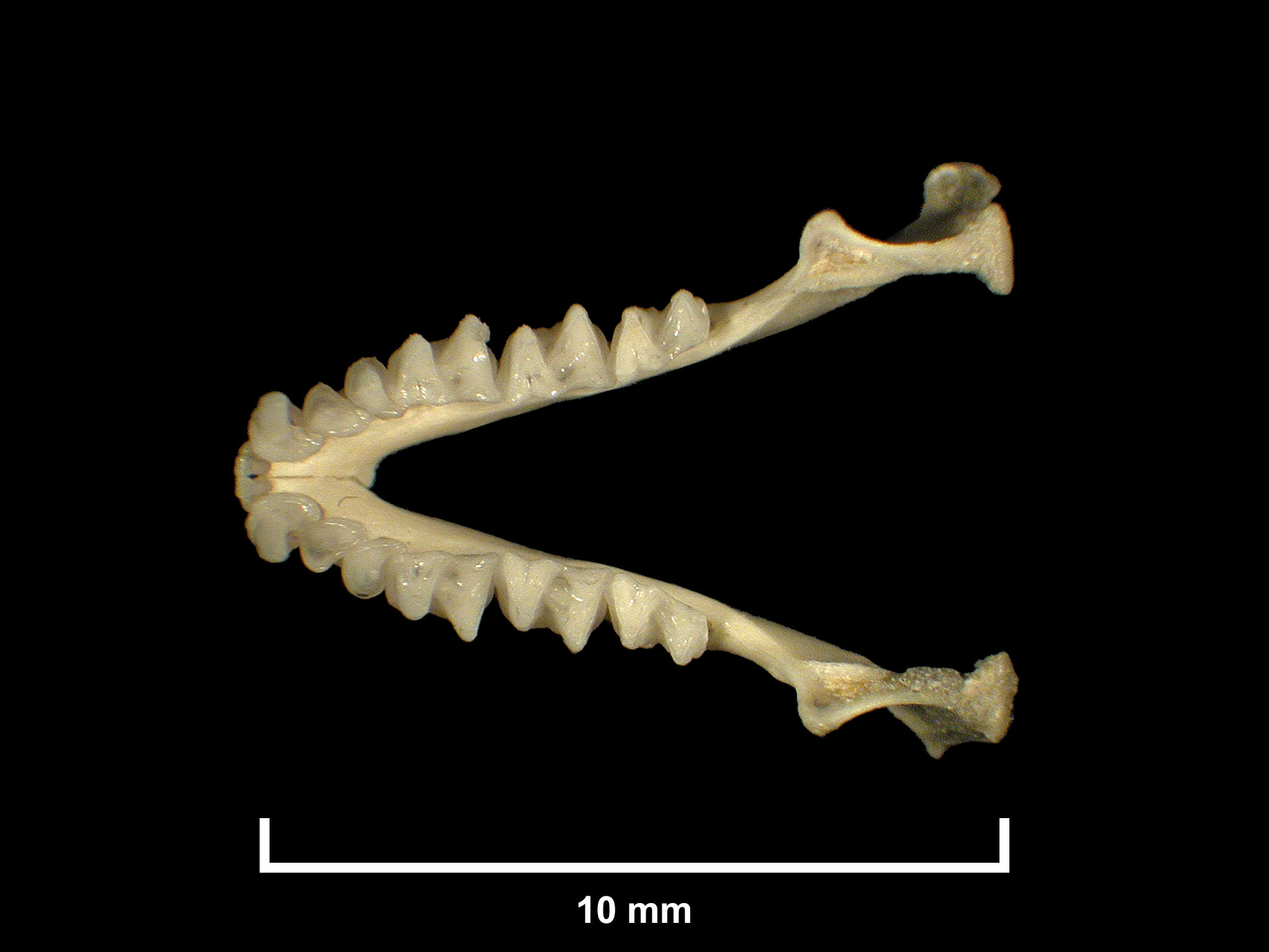 Chaerephon chapini J.A.Allen, 1917