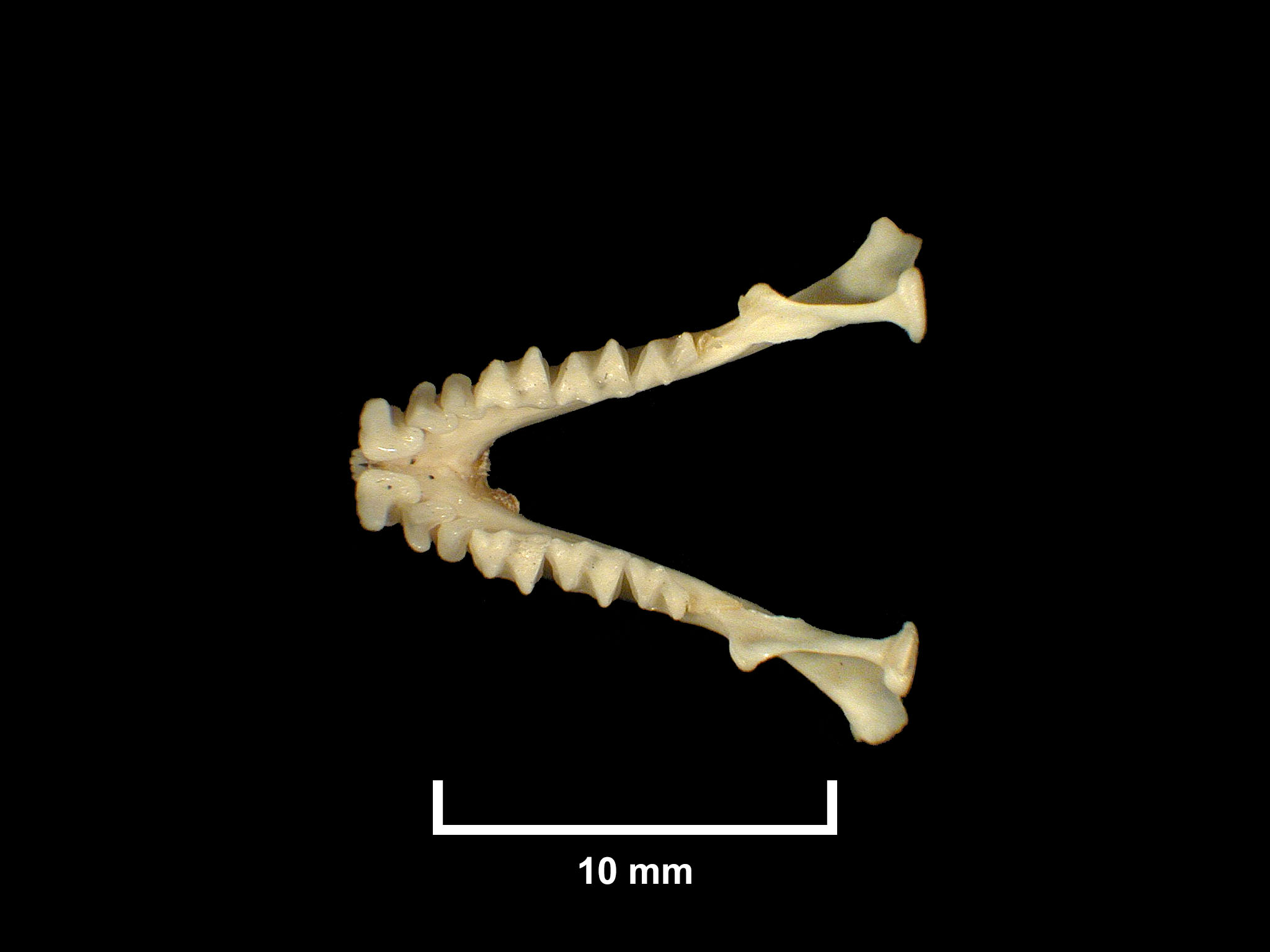 Mops demonstrator (Thomas, 1903)