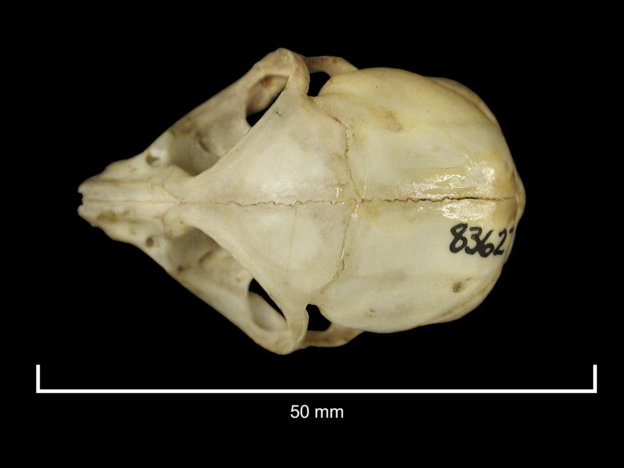 Galago Skull