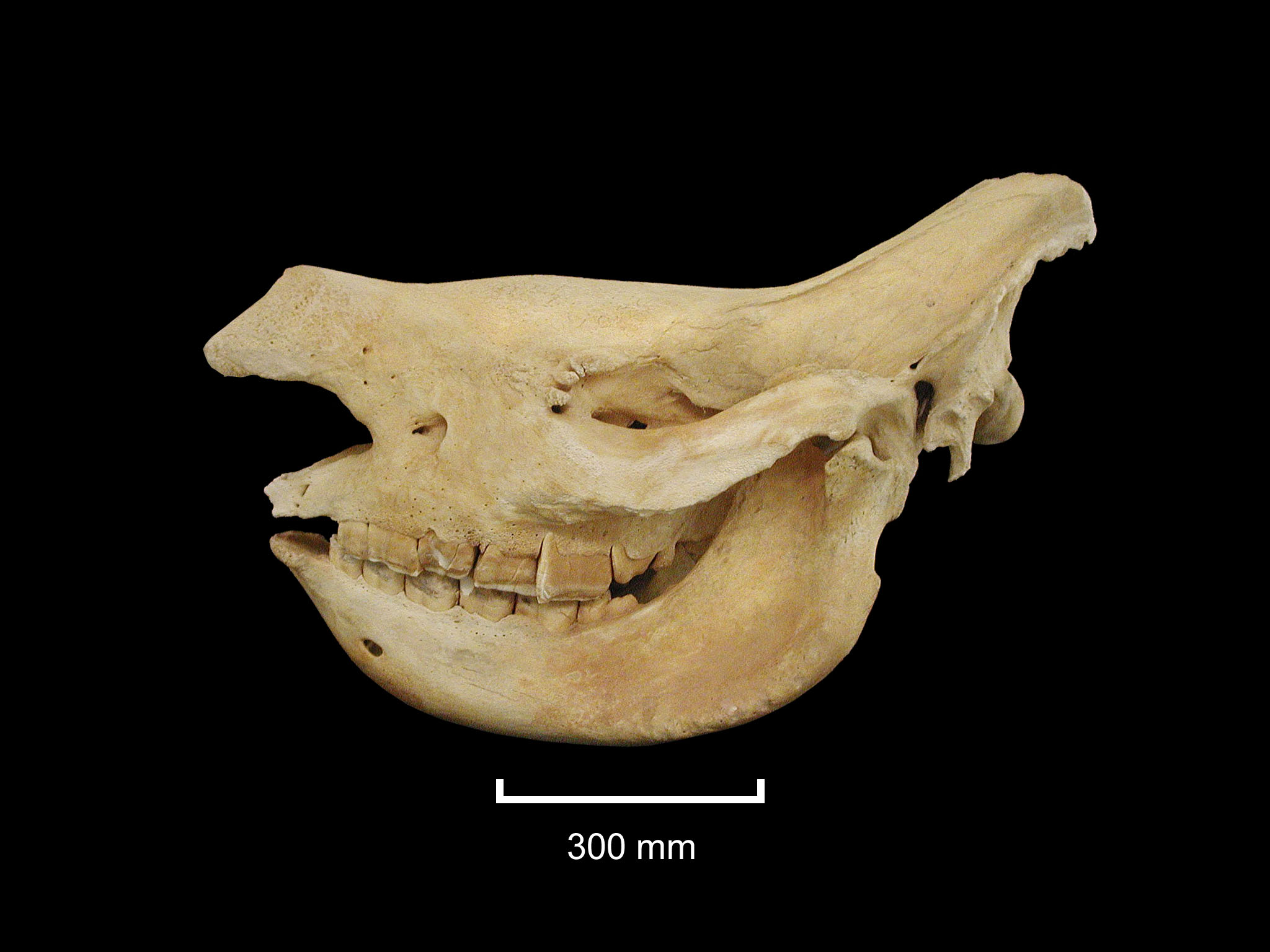 FMNH 125413 | Zoological Collections