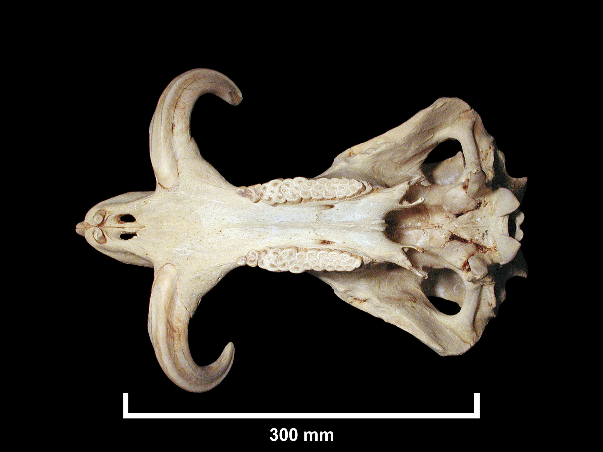 FMNH 127873 | Zoological Collections