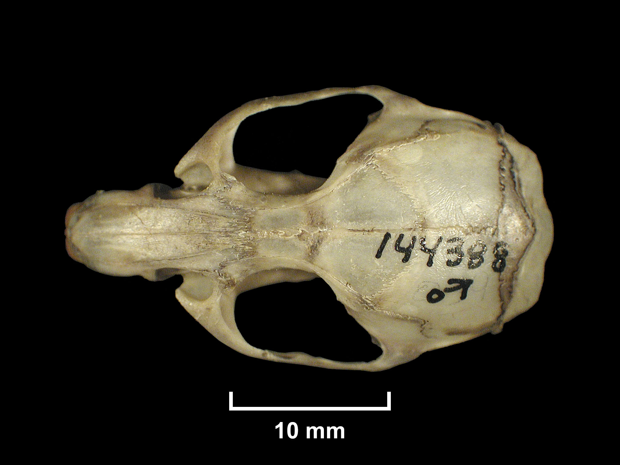 FMNH 144388 | Zoological Collections