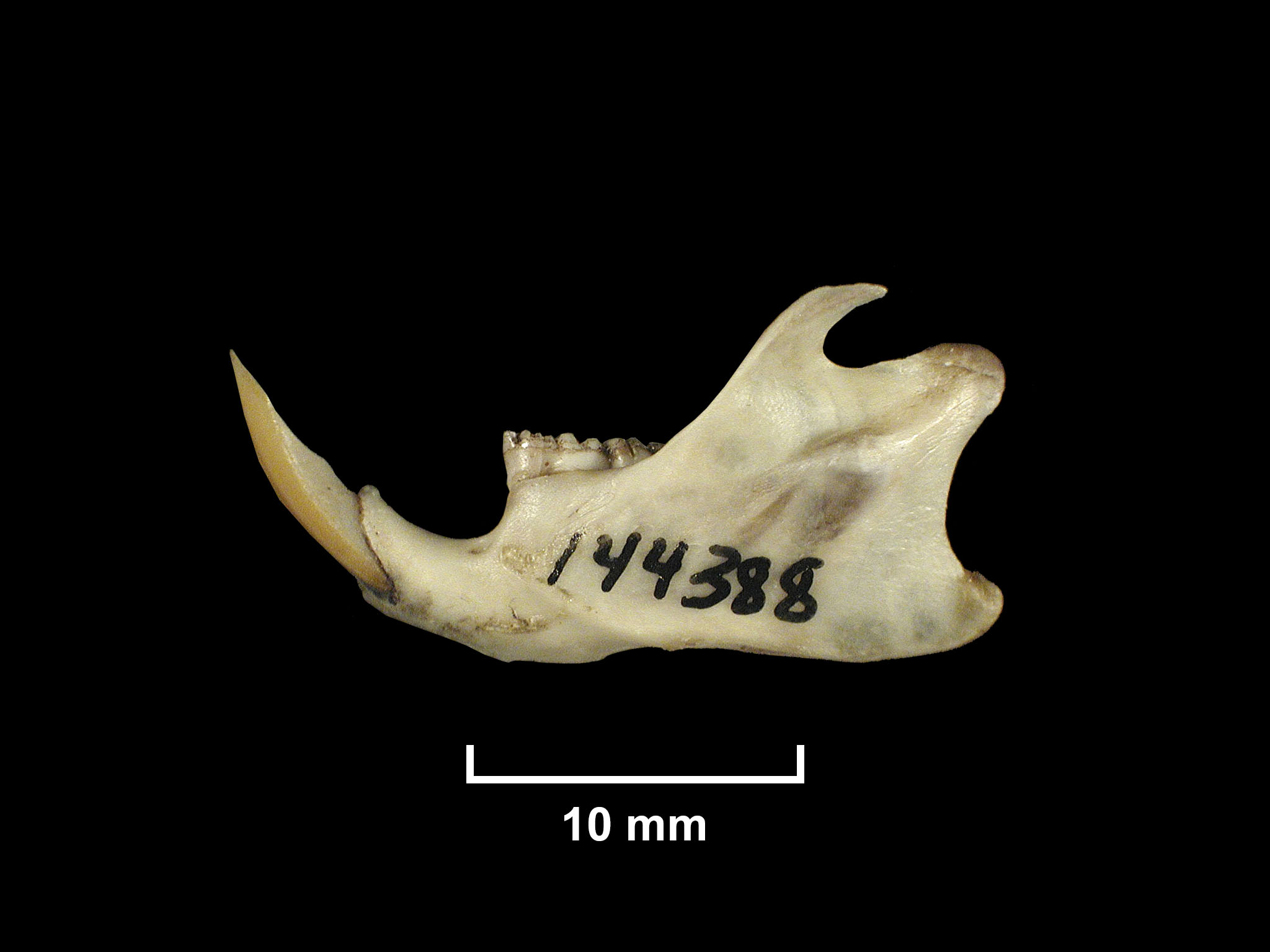 FMNH 144388 | Zoological Collections